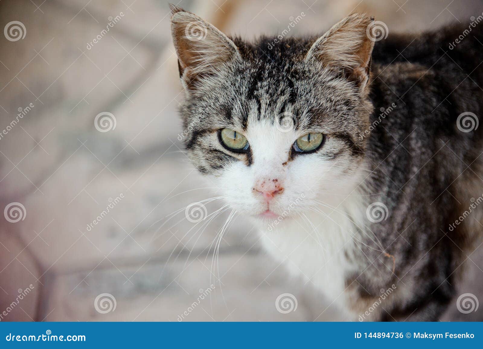 Unhappy Cat Sadly Looking in a Camera Stock Photo - Image of outdoor ...