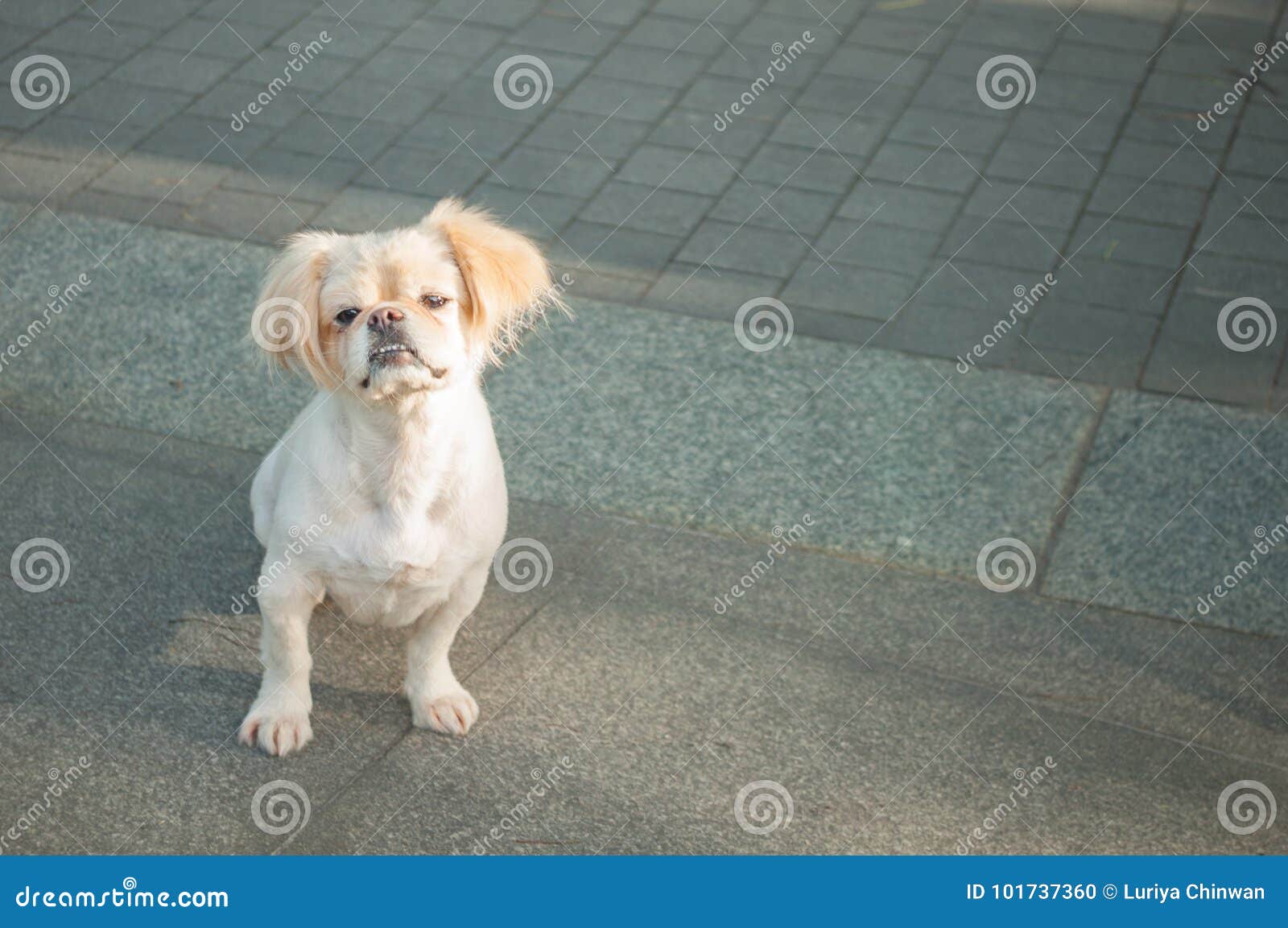 Unhappy dog stock photo. Image of serious, small, white - 101737360