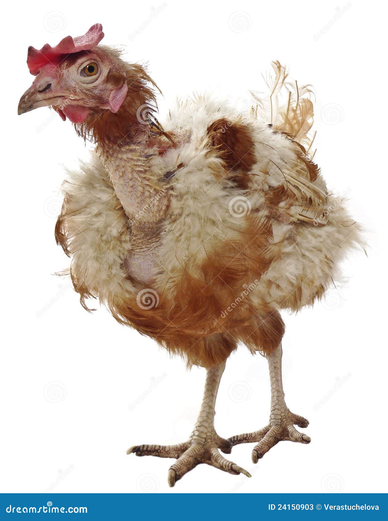 Unhappy hen stock image. Image of cruelty, farm, feathers - 24150903