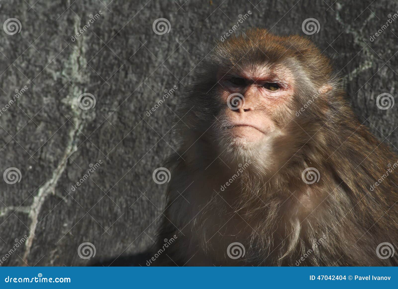 Unhappy monkey stock photo. Image of pensive, mammal - 47042404