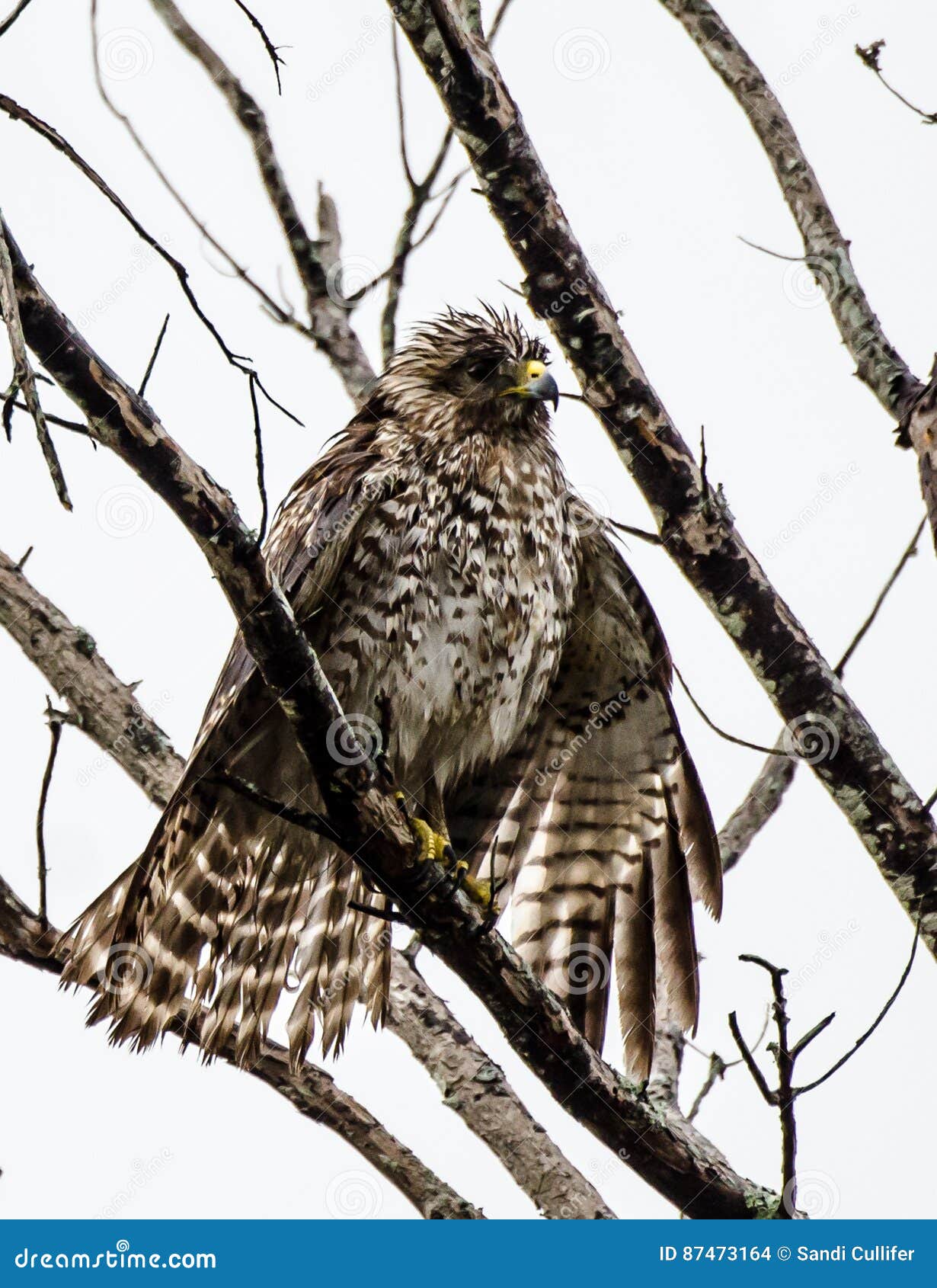 Unhappy Rain Drenched Hawk stock photo. Image of outdoors - 87473164