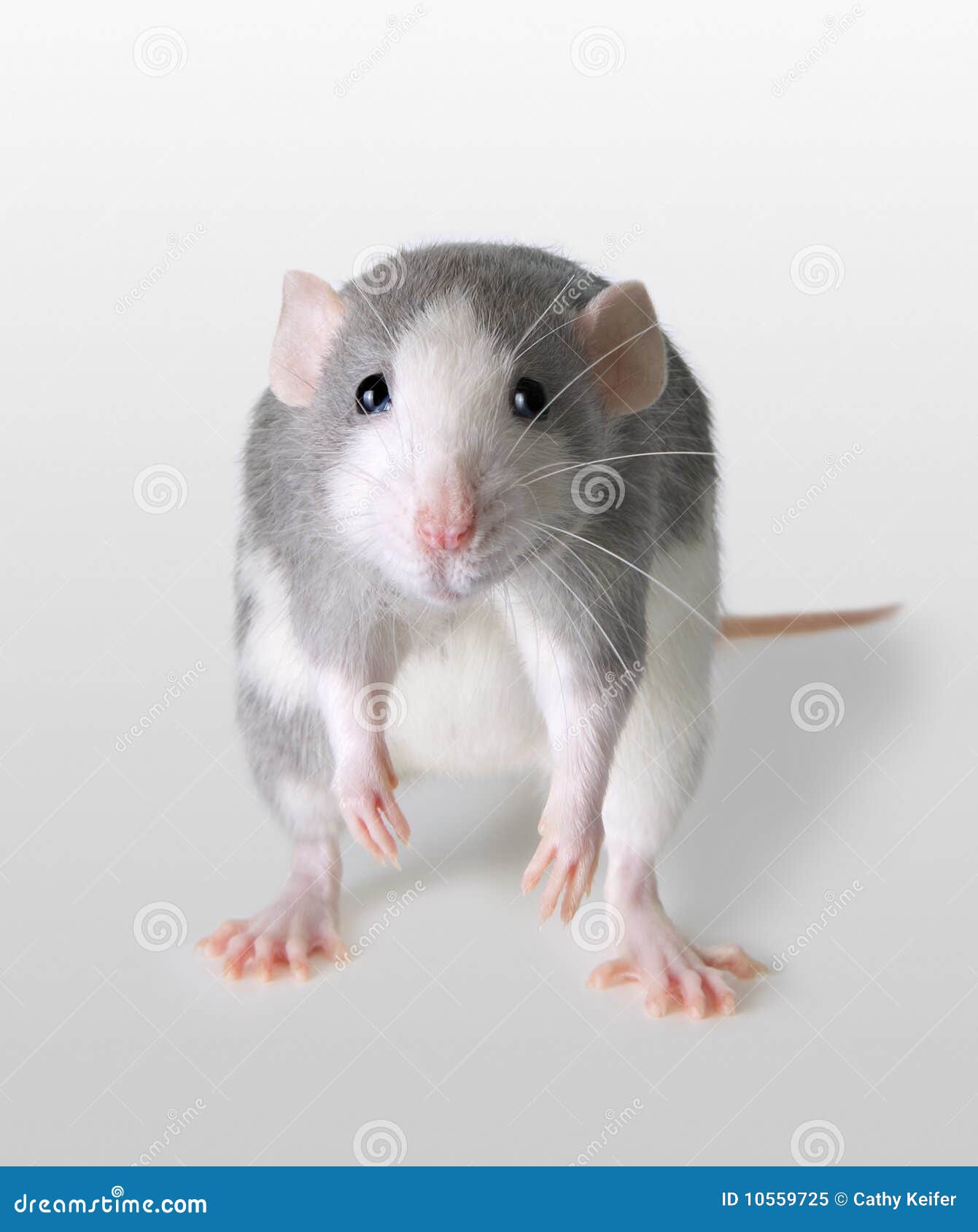 Unhappy Rat stock image. Image of vermin, tired, isolated - 10559725