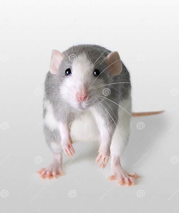 Unhappy Rat stock image. Image of vermin, tired, isolated - 10559725