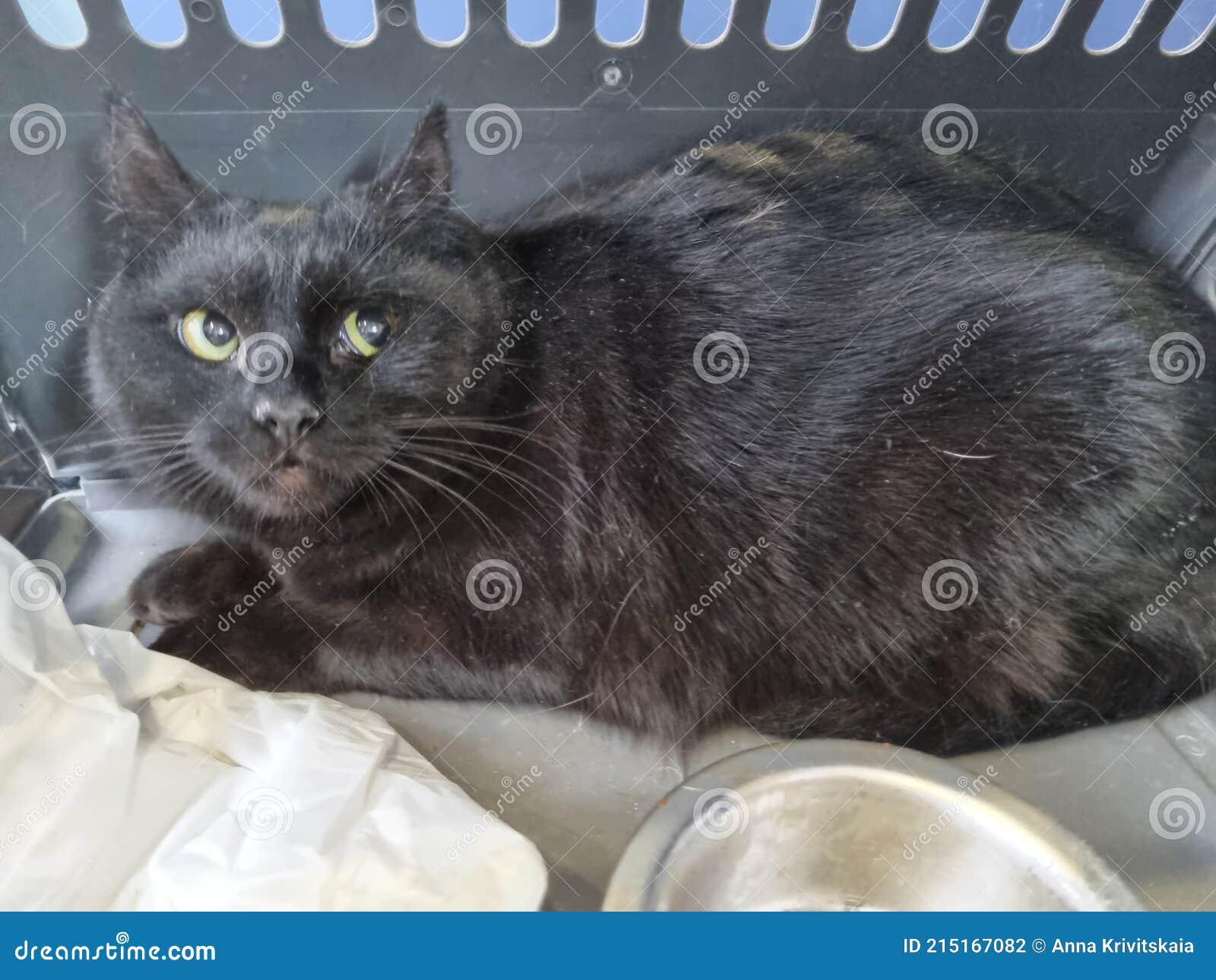 Unhappy Scared Cat in Pet Carrier Stock Photo - Image of pets, little ...