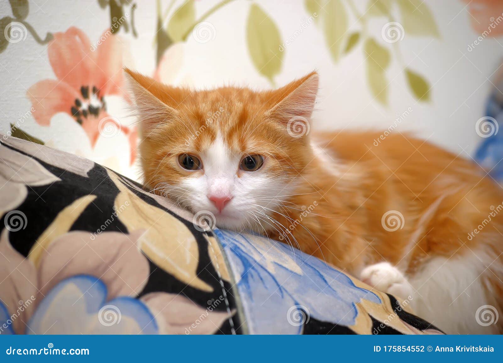 Scared Redhead with White Kitten Stock Photo - Image of curious ...