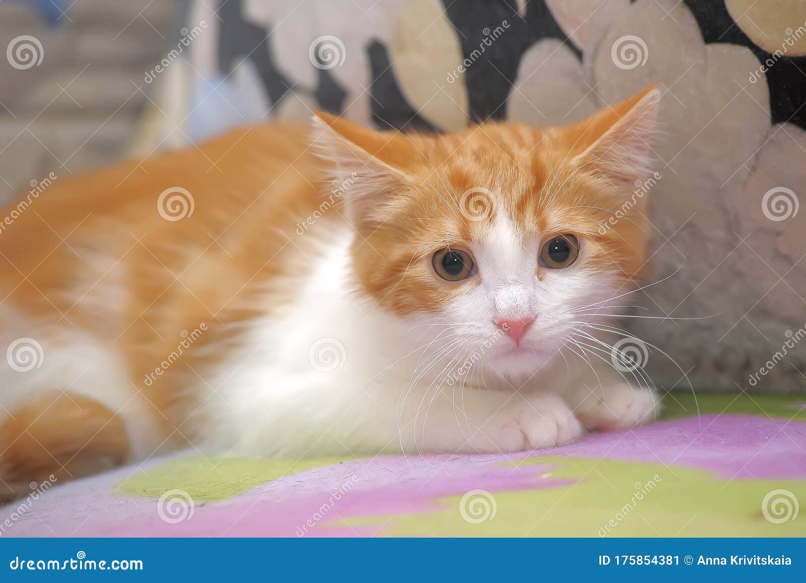 Scared Redhead with White Kitten Stock Image - Image of fear, orange ...