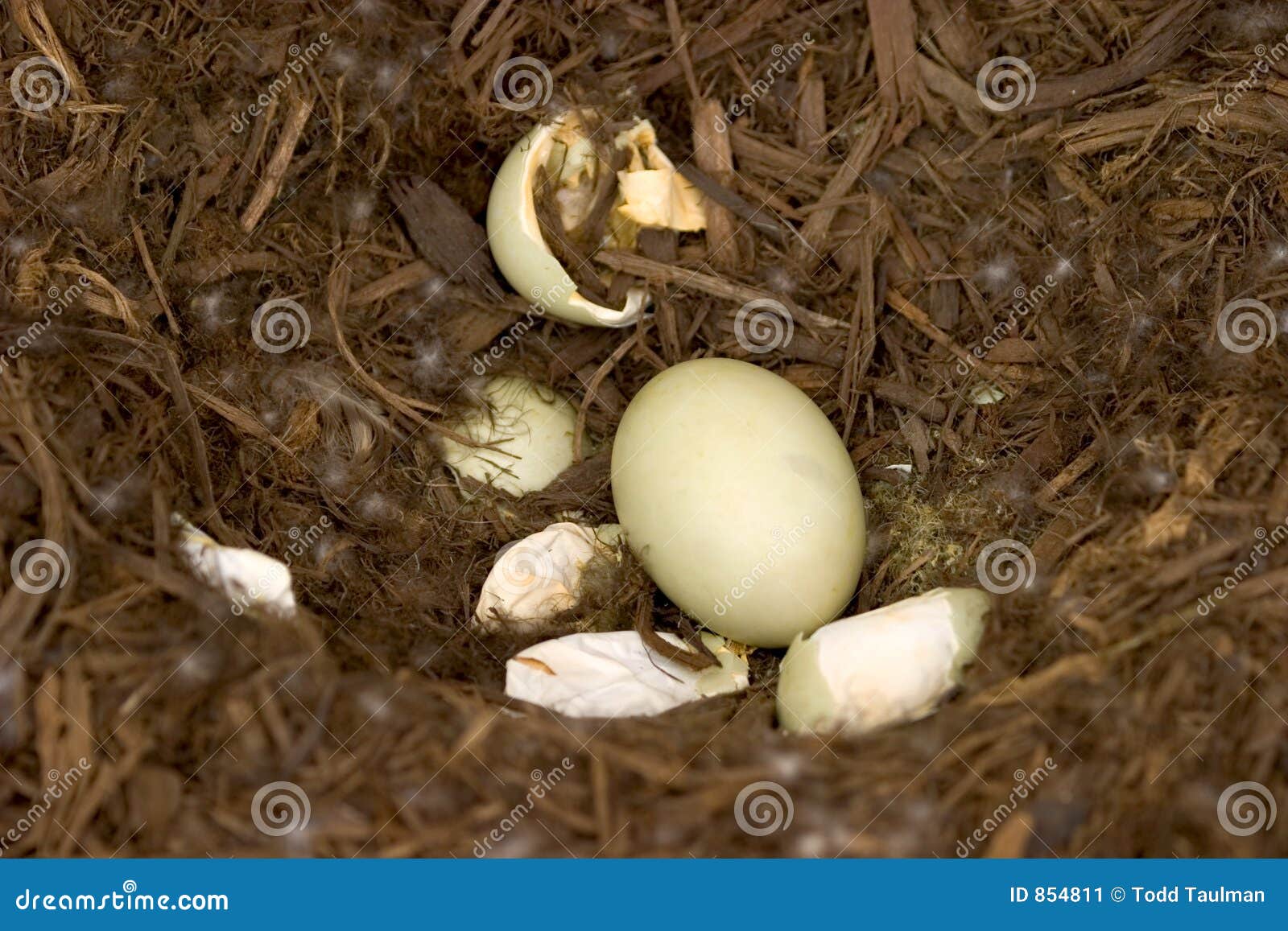 Unhatched Ei van de Eend stock afbeelding. Image of mallard - 854811