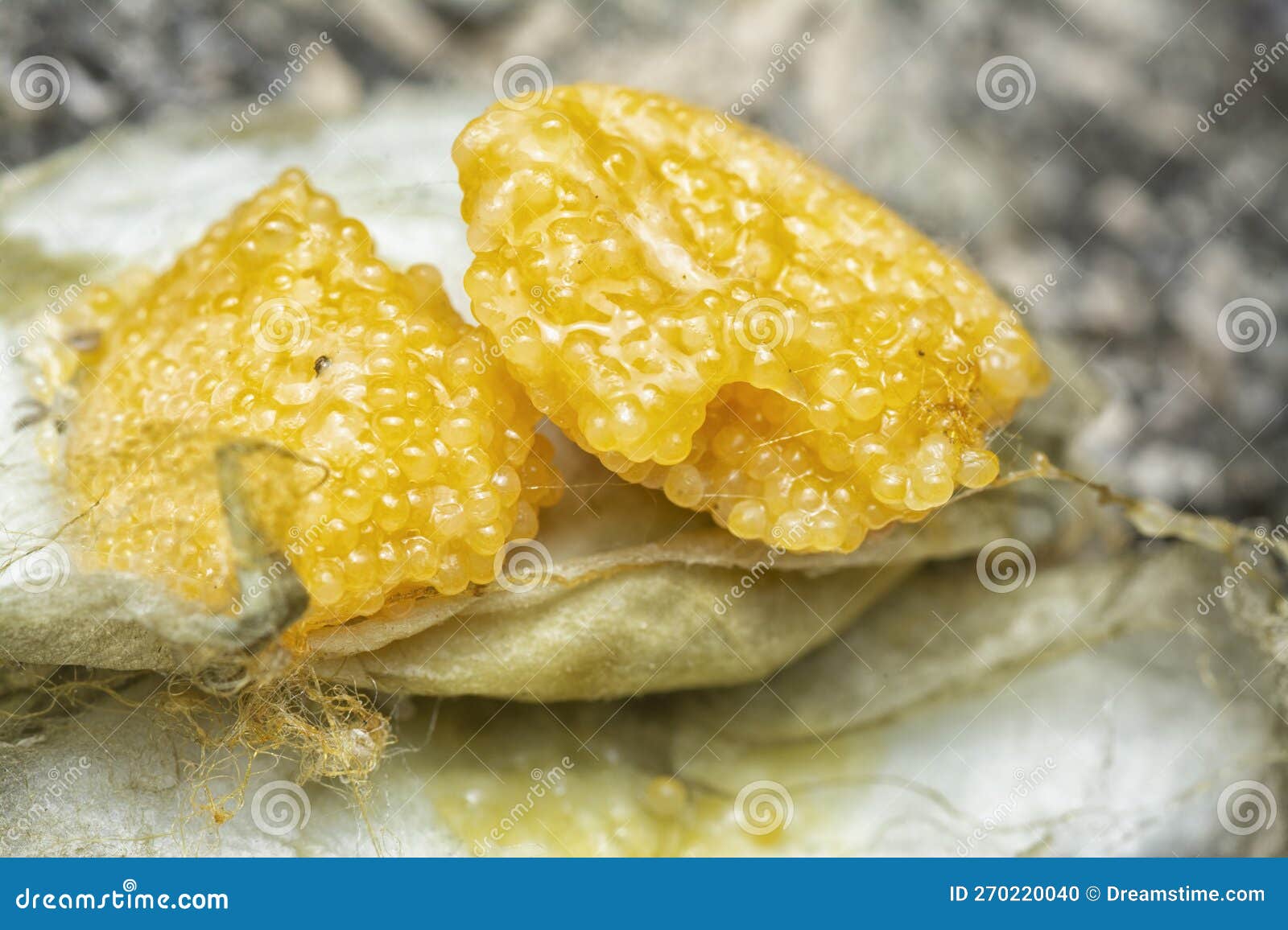 Unhatched Tiny Spider Eggs on the Silk Sac Web. Stock Photo - Image of ...