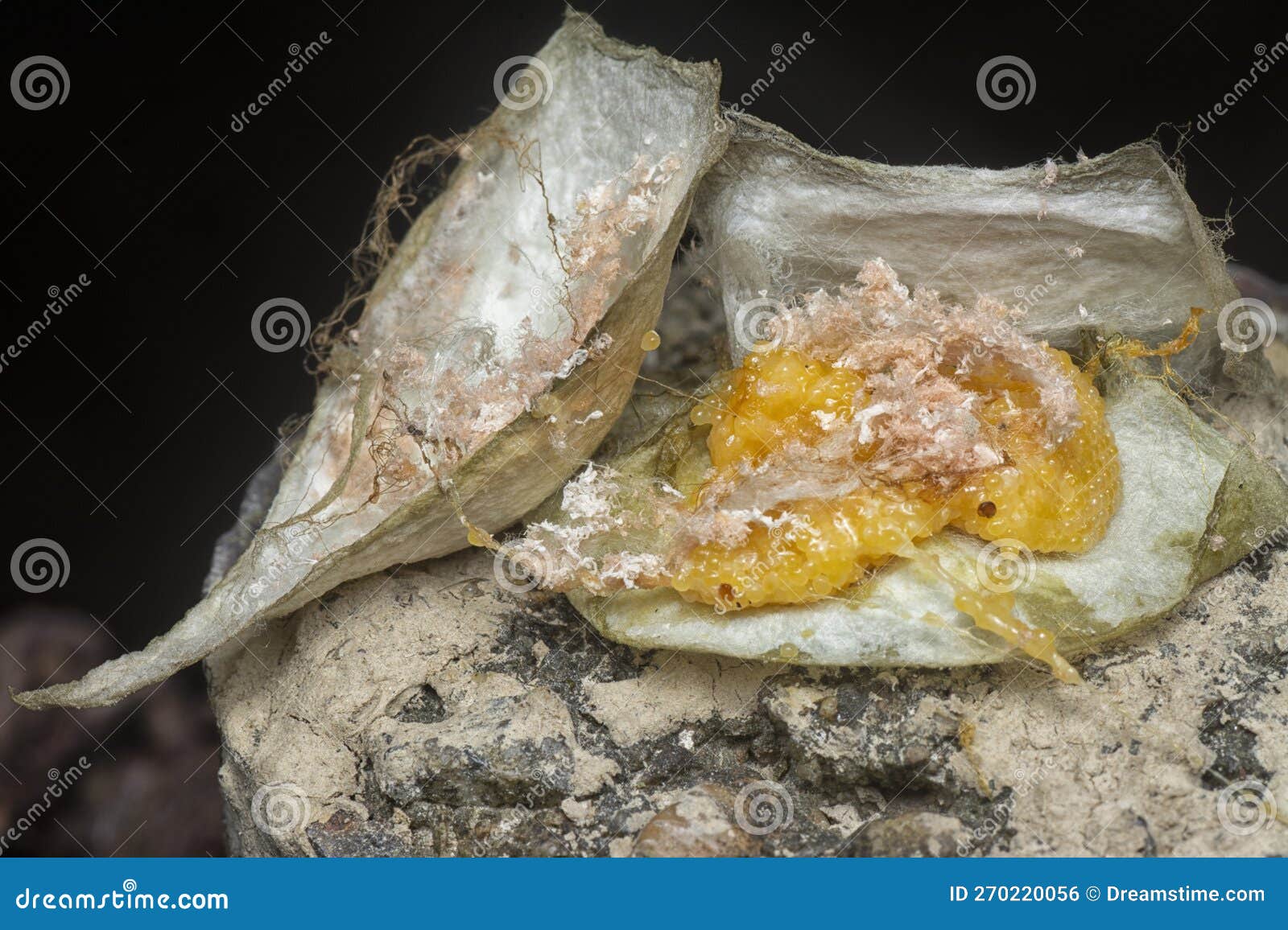 Unhatched Tiny Spider Eggs on the Silk Sac Web. Stock Photo - Image of ...