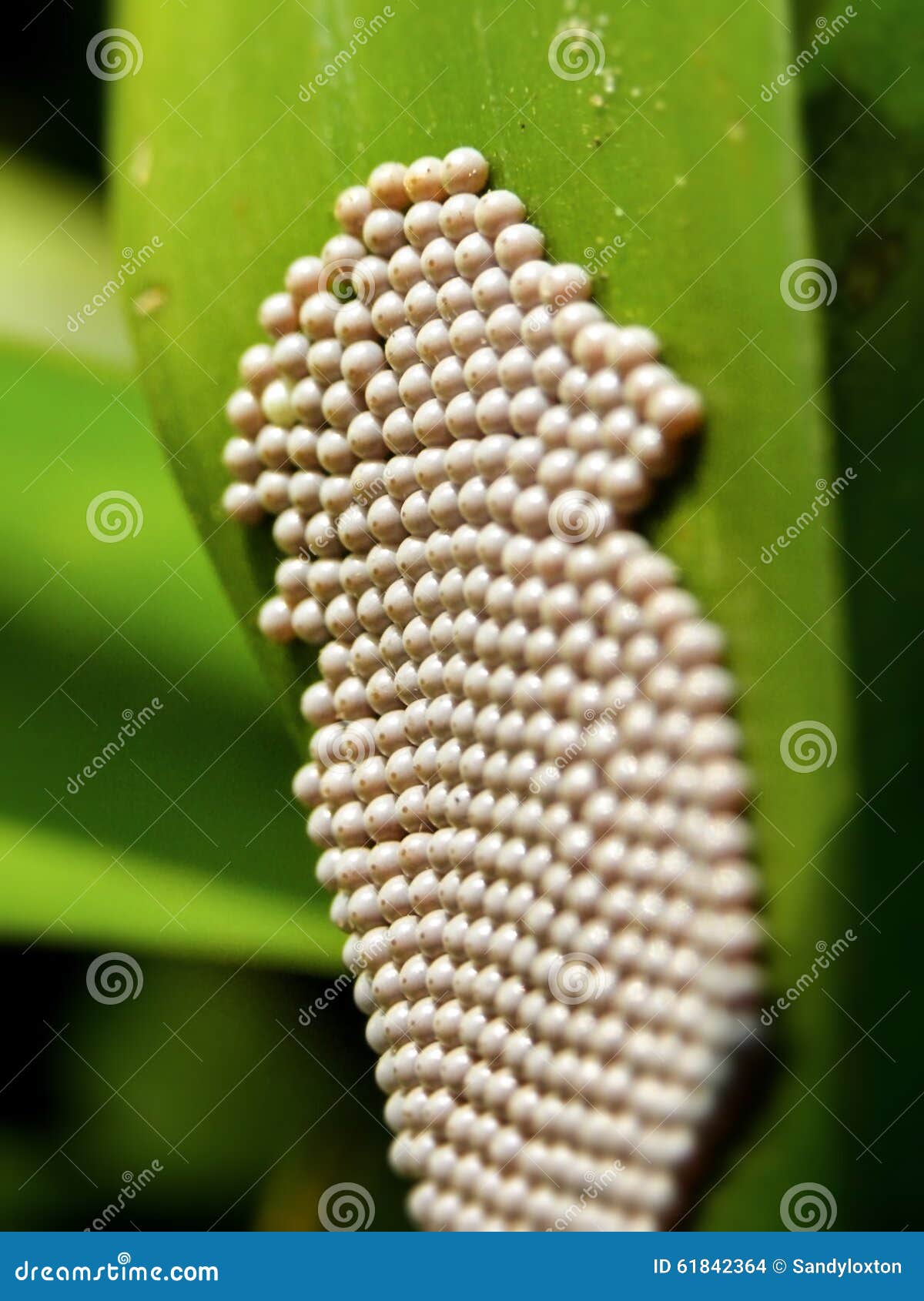 Unhatched Tri-Coloured Tiger Moth Eggs Stock Photo - Image of figs ...