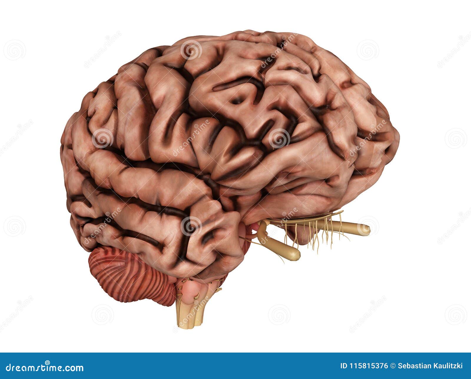 An Unhealthy Brain Stock Illustration | CartoonDealer.com #115815376