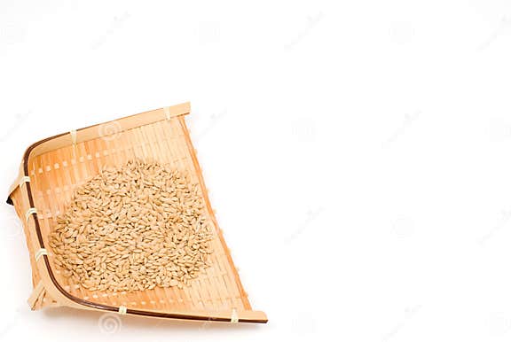 Unhulled rice stock photo. Image of ingredient, harvesting - 19122336
