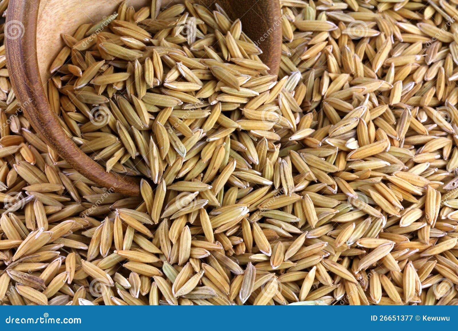 Unhusked Asian Rice Royalty Free Stock Photography - Image: 26651377