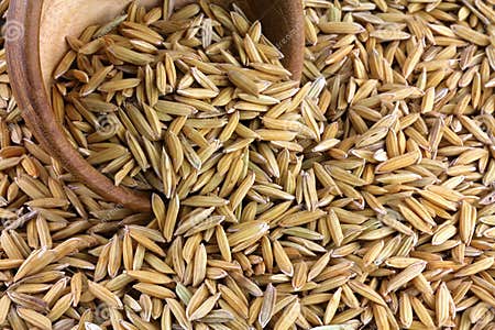 Unhusked Asian rice stock image. Image of shot, cuisine - 26651377