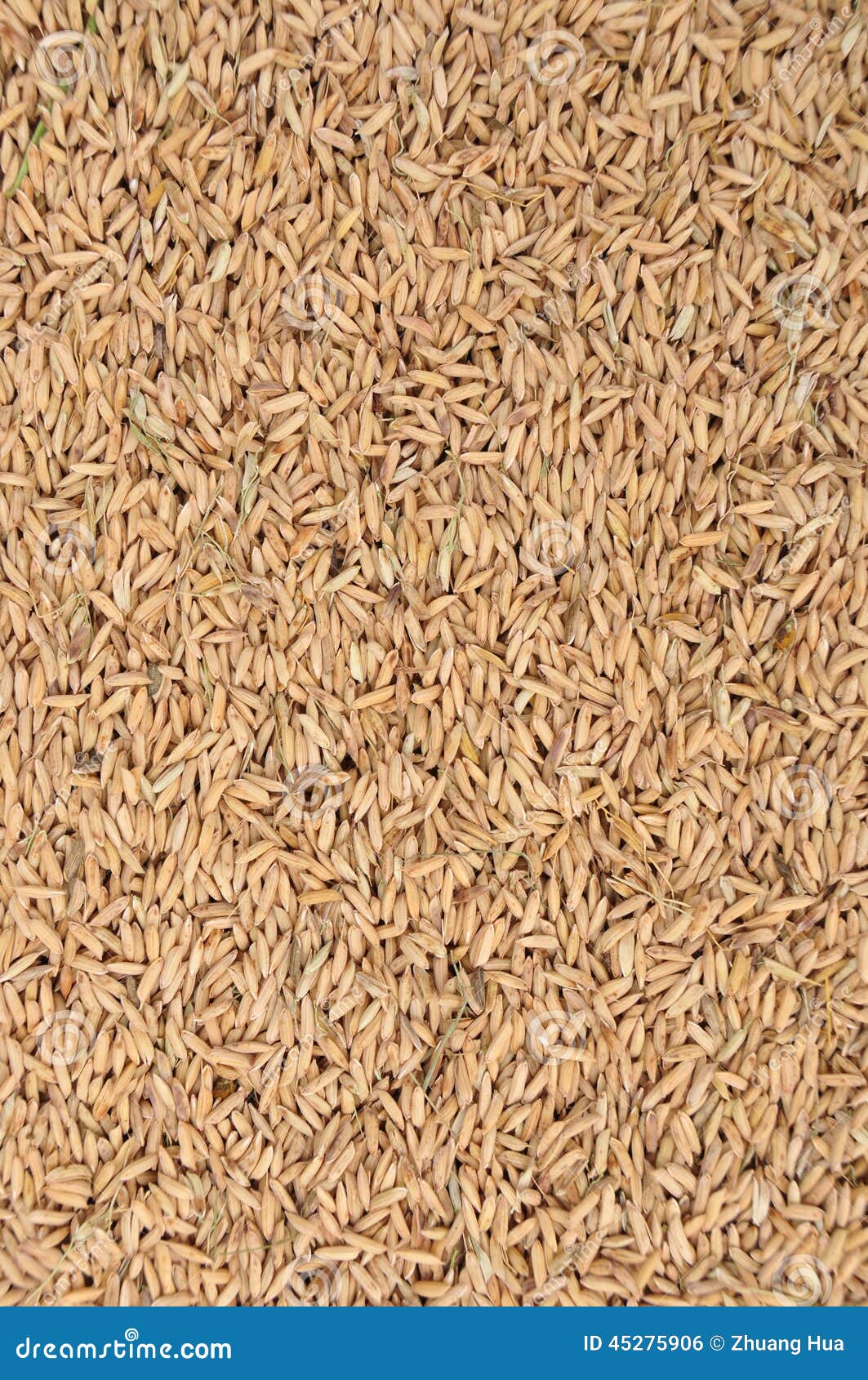 Unhusked rice stock photo. Image of straw, organic, rice - 45275906