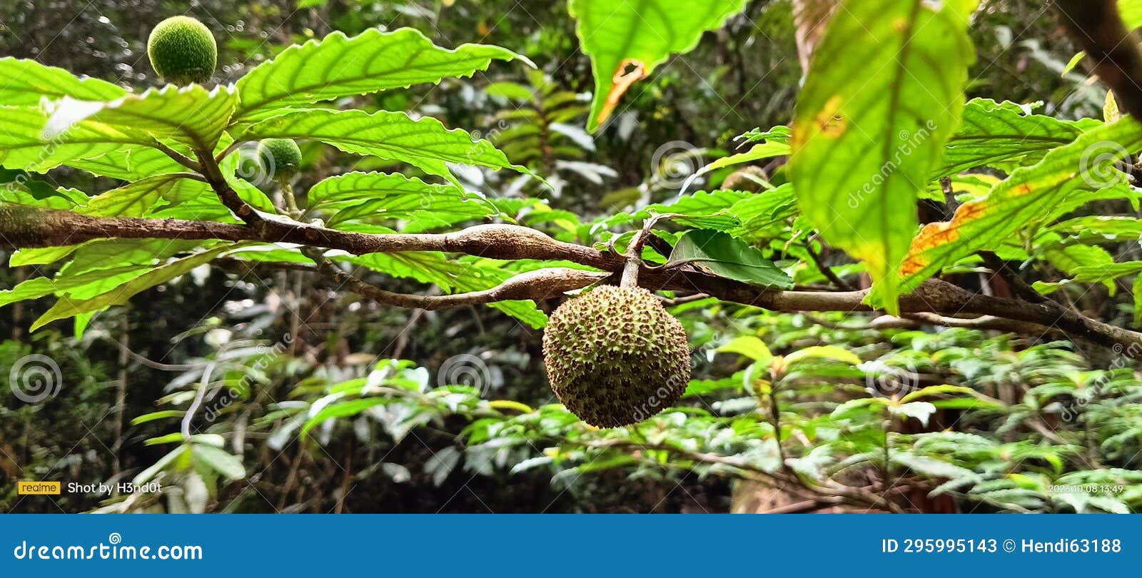 The Unic Jungle Fruit of West Borneo Stock Image - Image of borneo ...