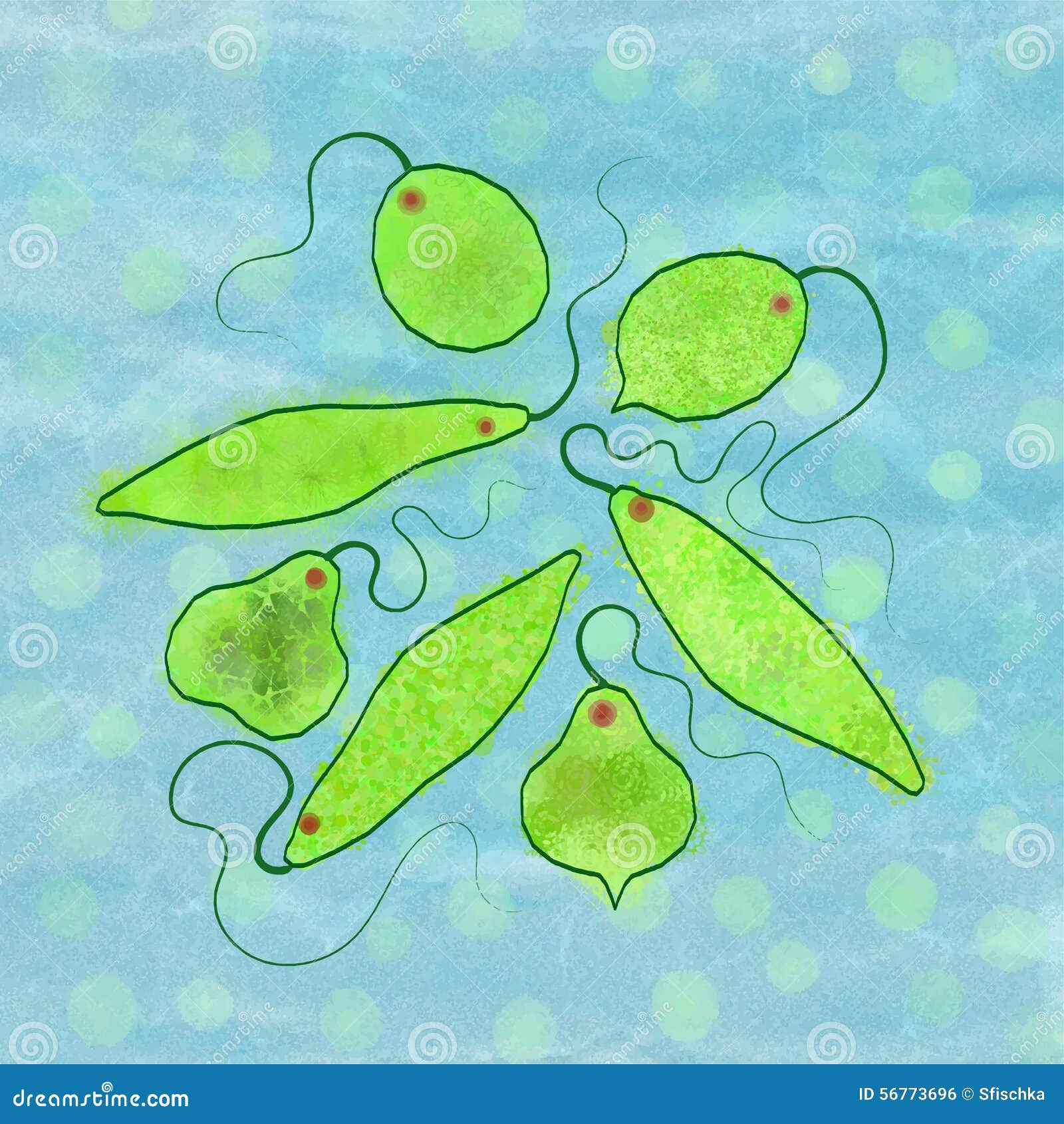 Unicellular Microorganisms in Water Stock Vector - Illustration of blue ...