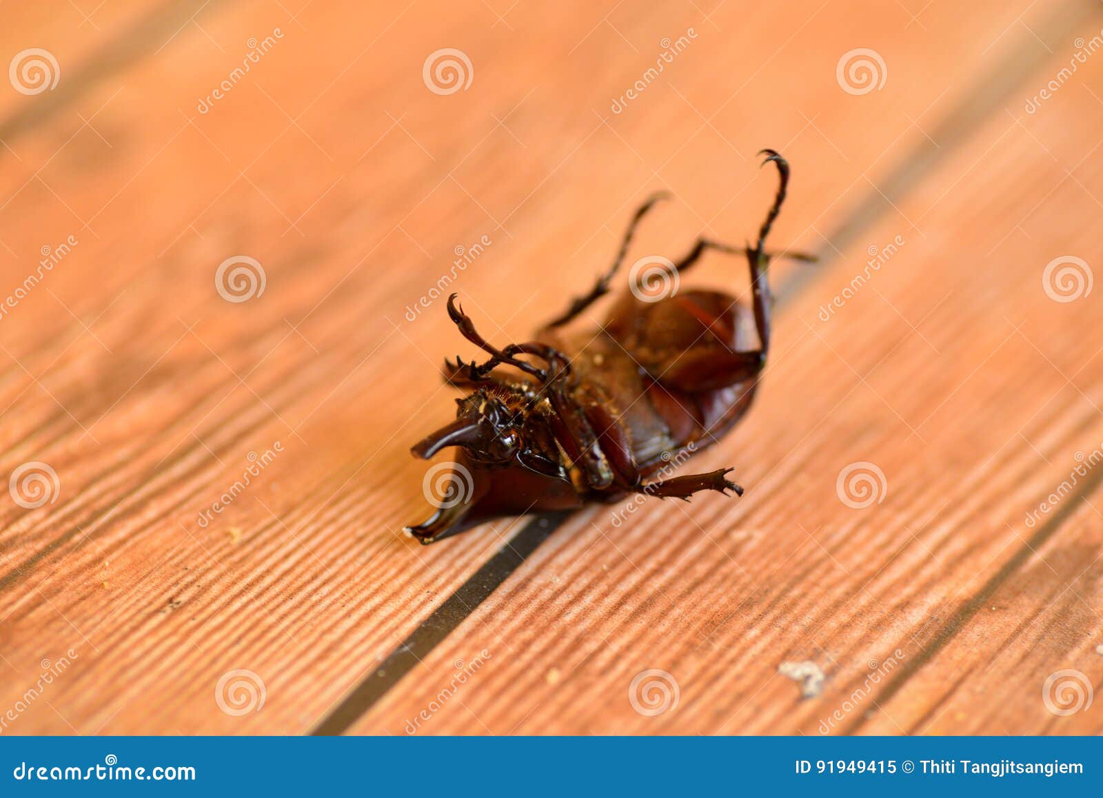 Unicorn beetle stock image. Image of large, invertebrate - 91949415