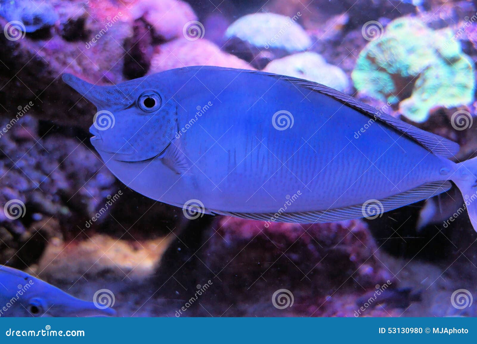 Unicorn Fish in aquarium. stock photo. Image of long - 53130980