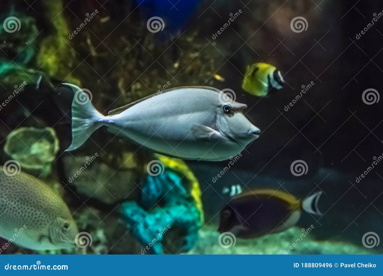 Unicorn surgeonfish stock photo. Image of water, saltwater - 188809496