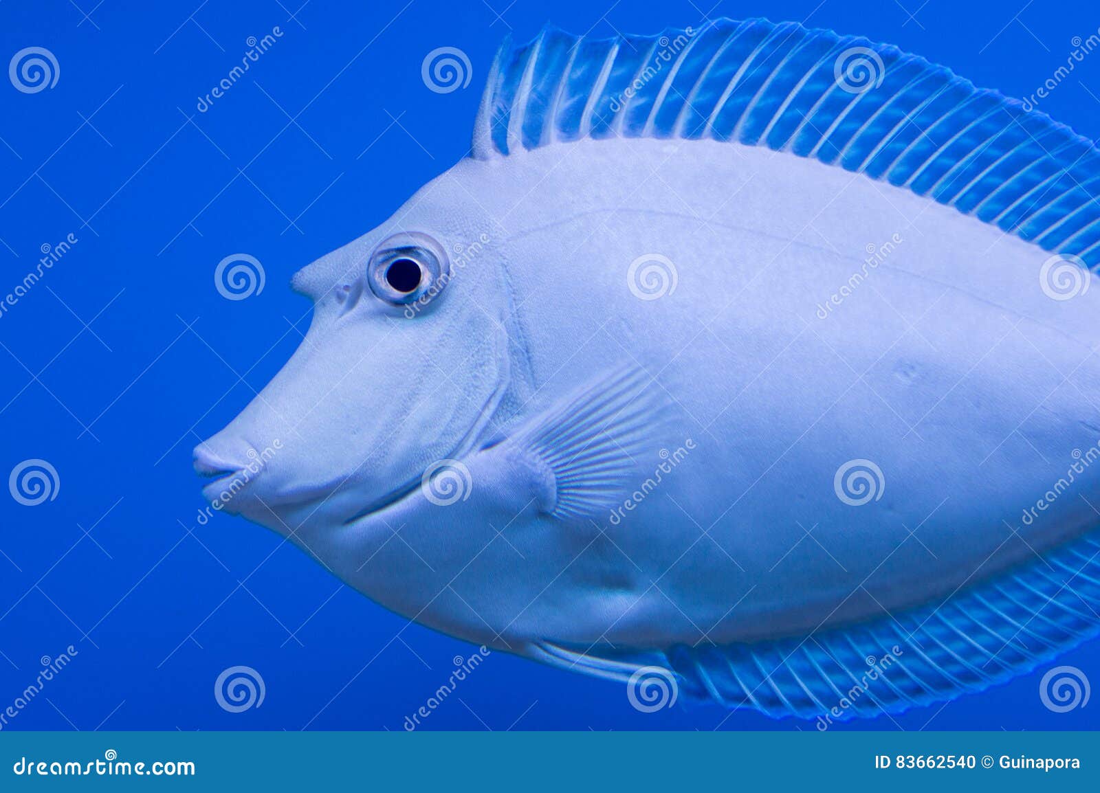 Unicorn Tang Close Up Maschio Fotografia Stock - Immagine di hawaiano ...