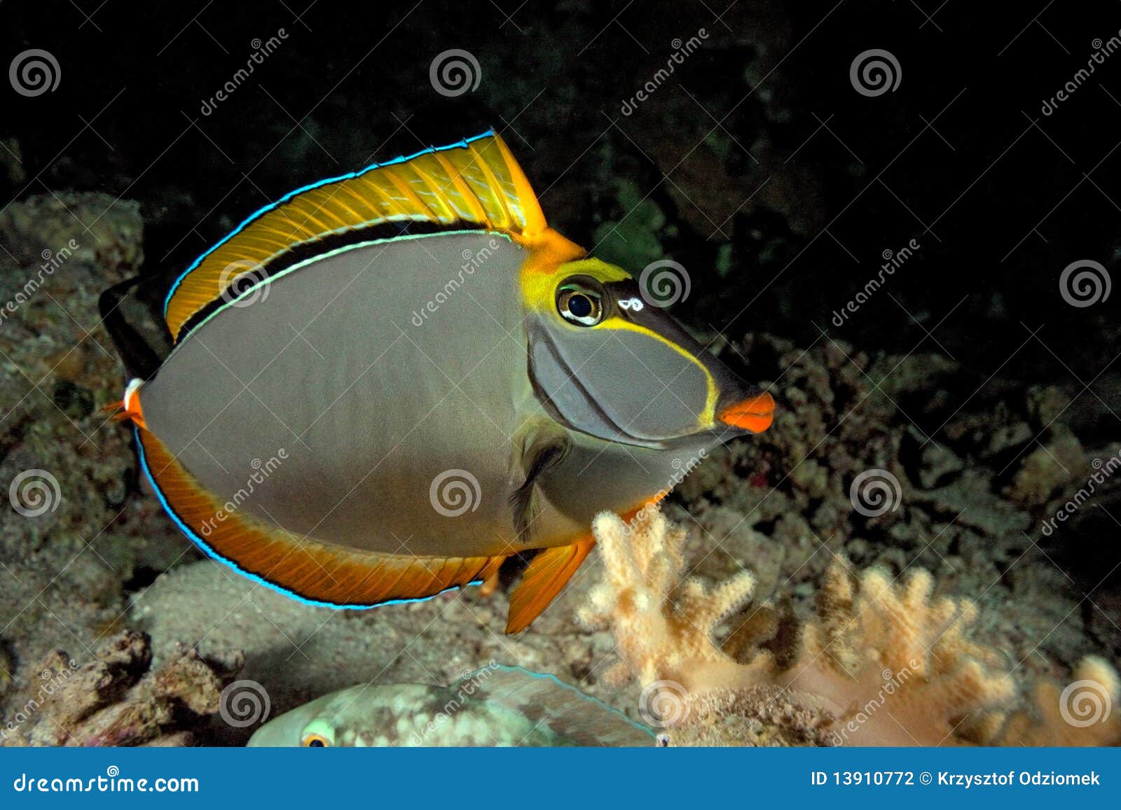 Unicornfish stock photo. Image of plant, tropical, water - 13910772