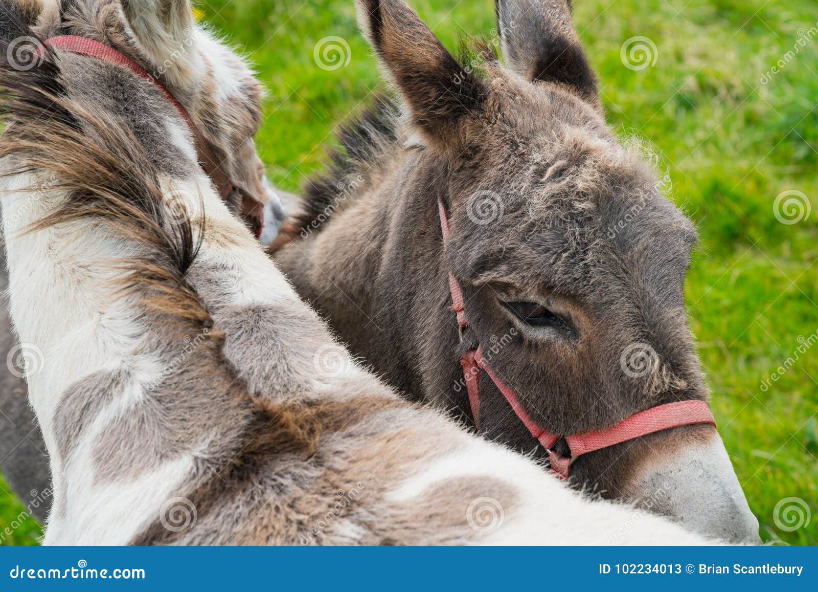 Unidad Del Primer Del Burro Imagen de archivo - Imagen de exterior ...