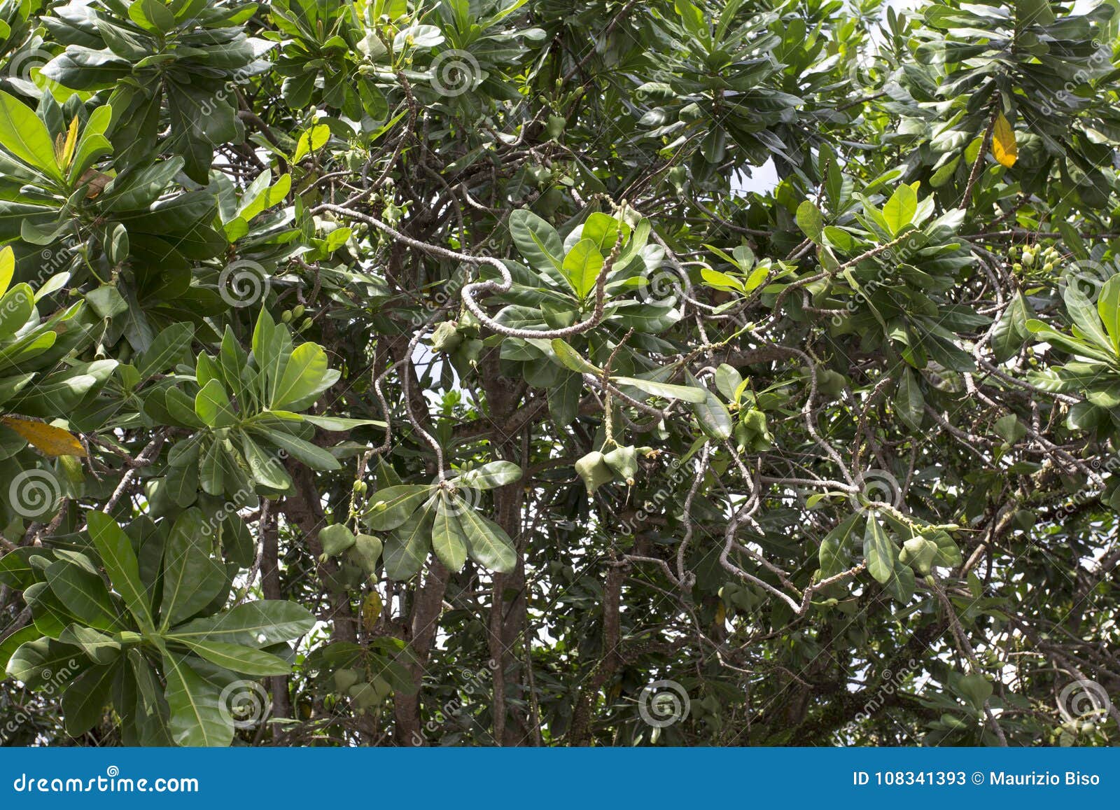 Kayu Raja Or The King Tree From Asia With Big Root And One Of The ...