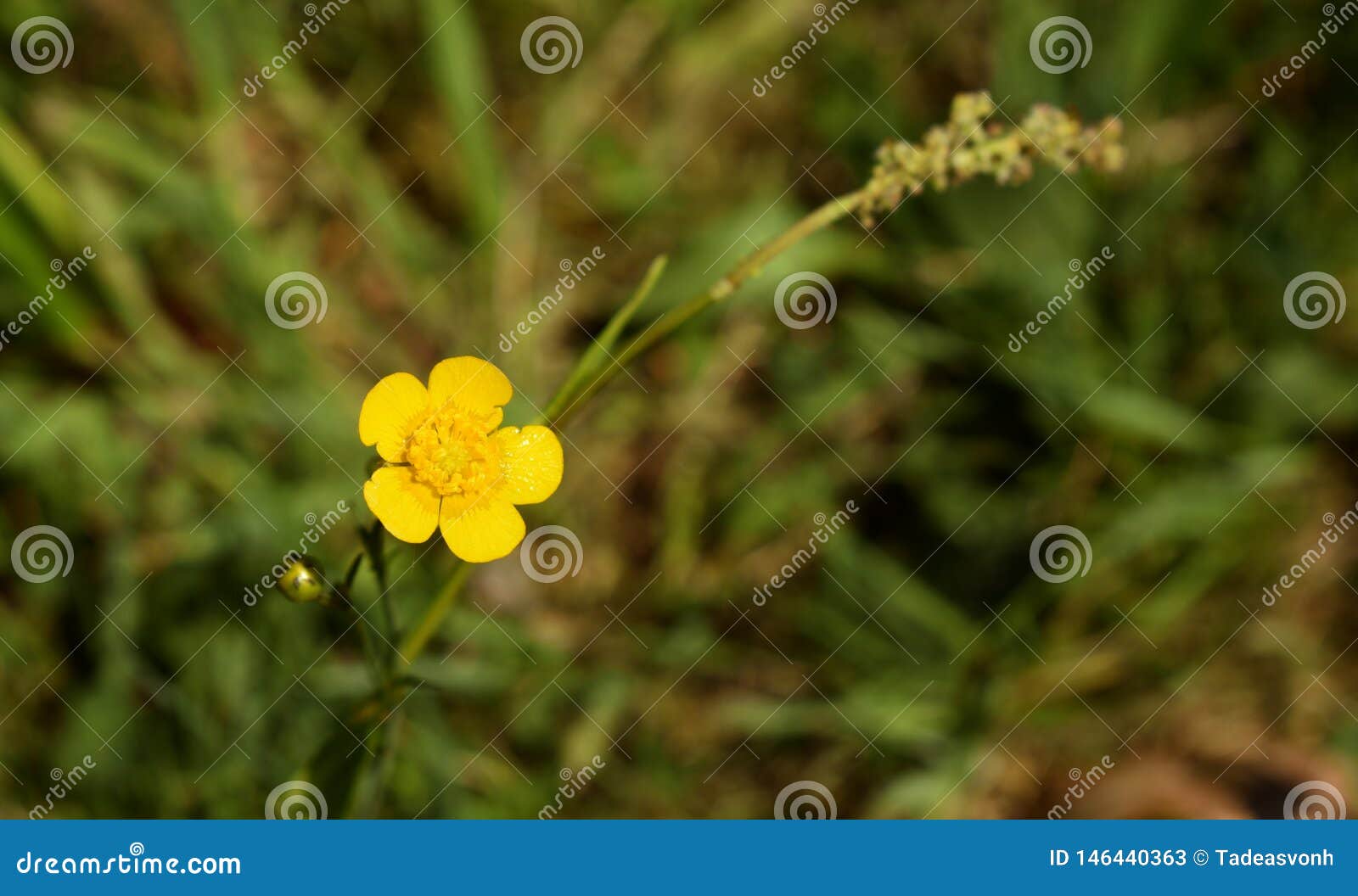 Unidentified Flower from Spring Meadow 2 Stock Image - Image of czech ...