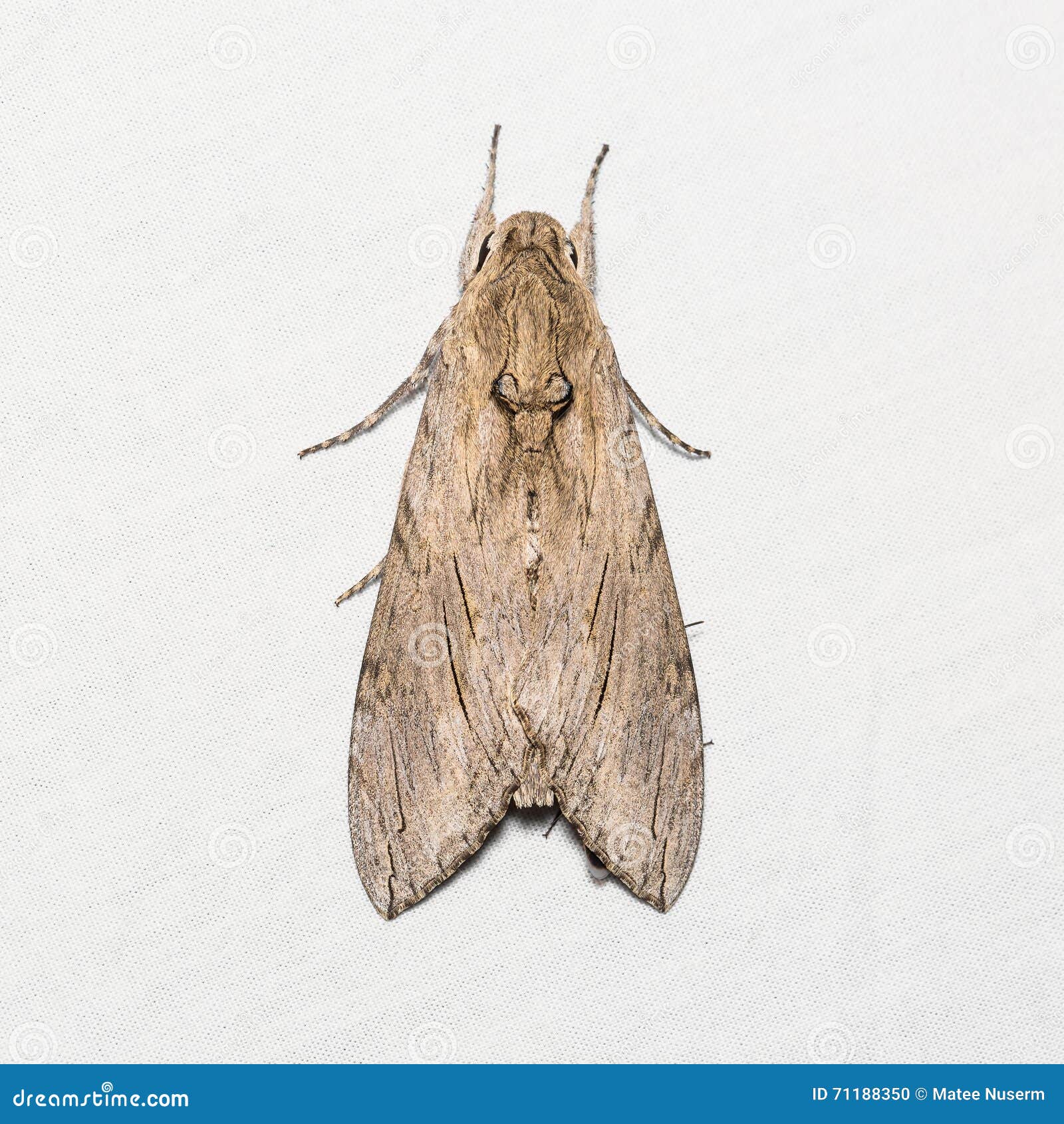 Unidentified Goat Moth on White Screen Stock Photo - Image of thorax ...
