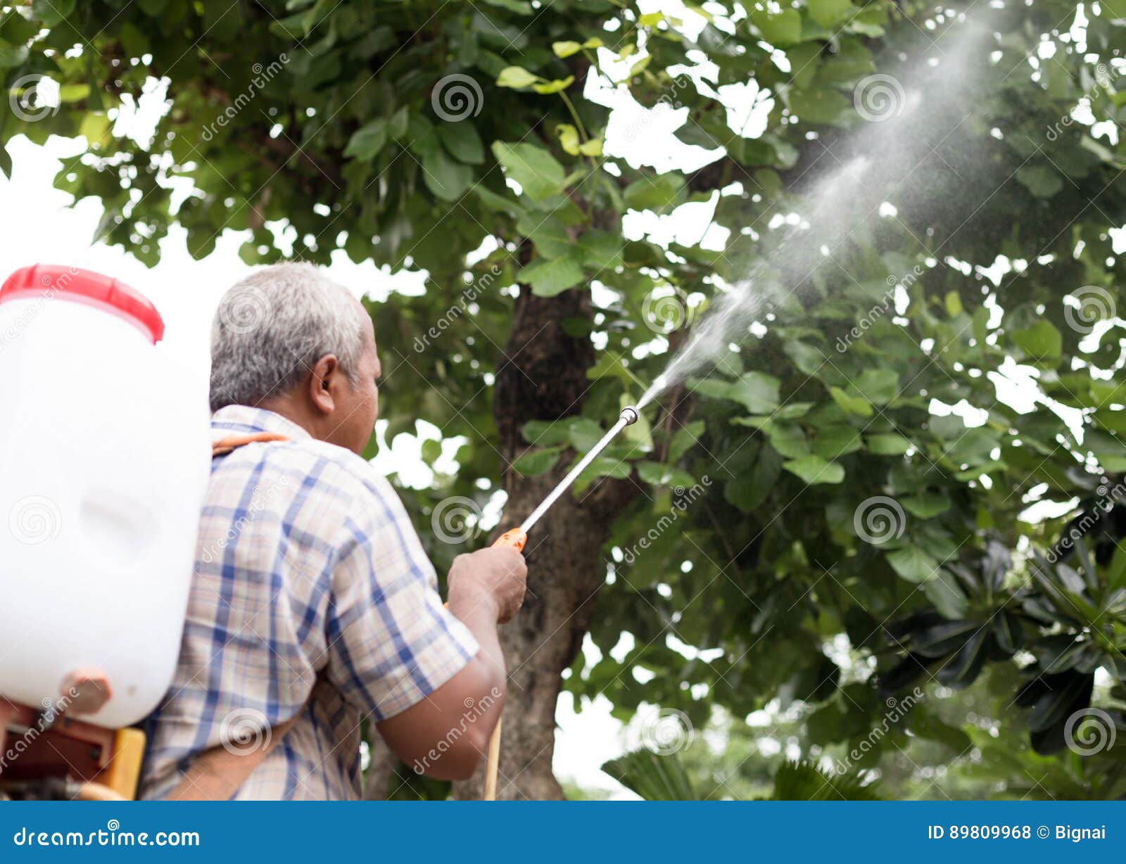 Unidentified Senior Man Spraying Insecticides on a Tree Editorial Stock ...