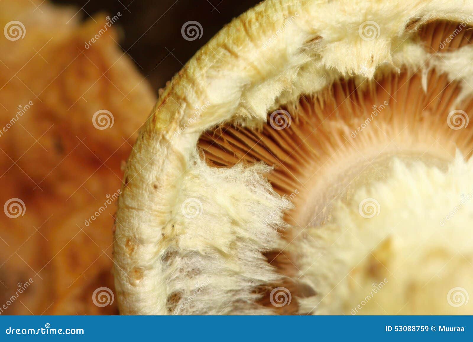 Unidentified White Mushroom Stock Image - Image of mushroom, poisonous ...