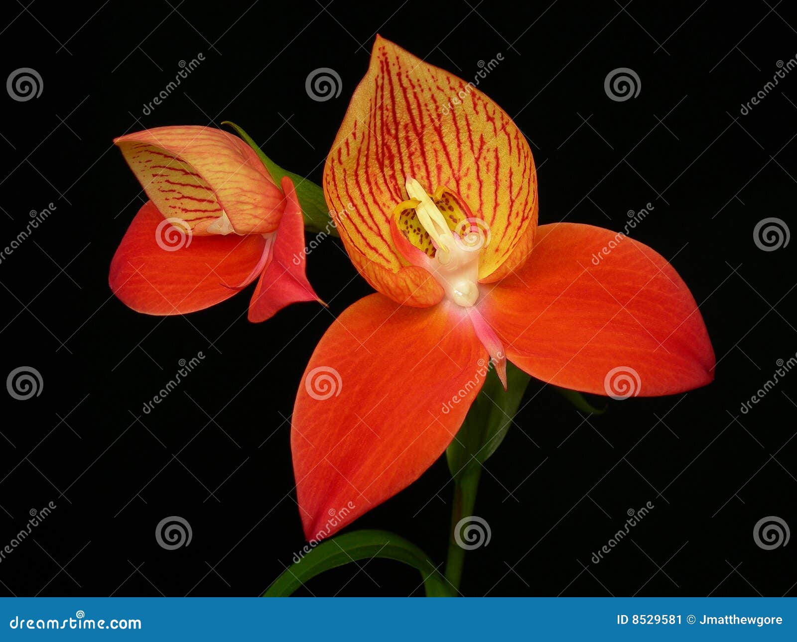 UnifloraOrchidee van DISA stock afbeelding. Image of afrika - 8529581