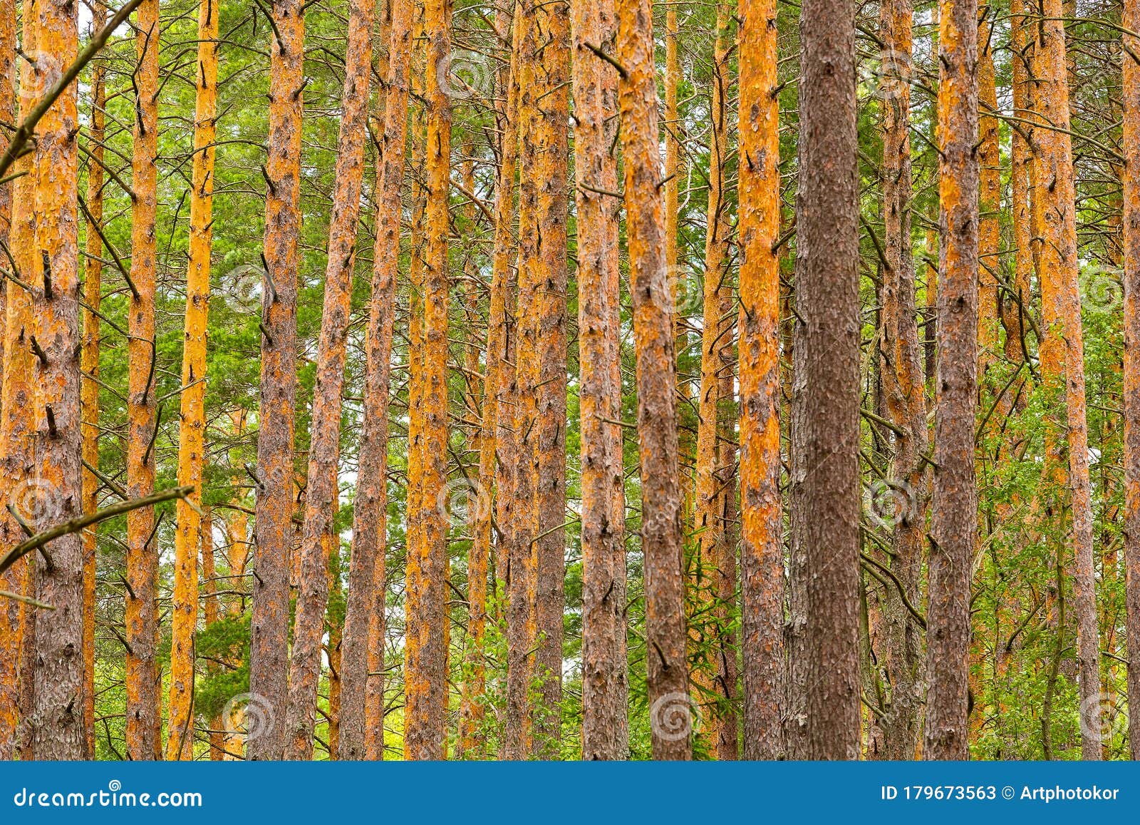Uniform Background of Trees. Summer Real Forest. Fresh Nature Stock ...