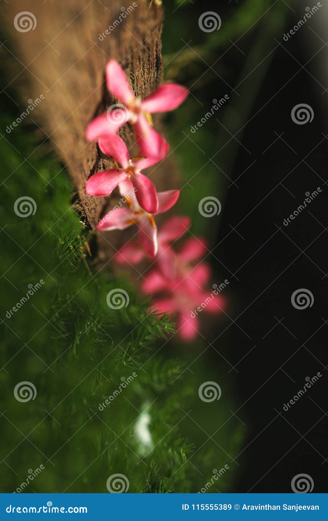 Uniformity stock image. Image of pink, green, nature - 115555389
