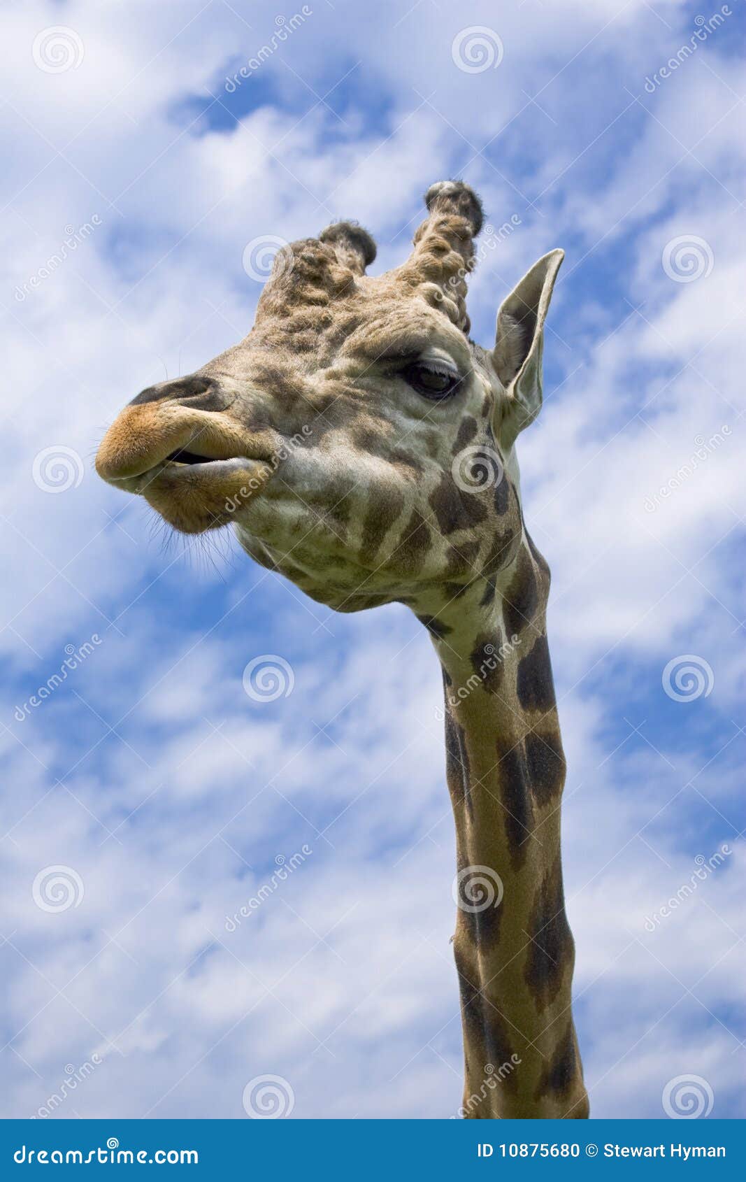 Unimpressed Giraffe stock photo. Image of africa, chew - 10875680