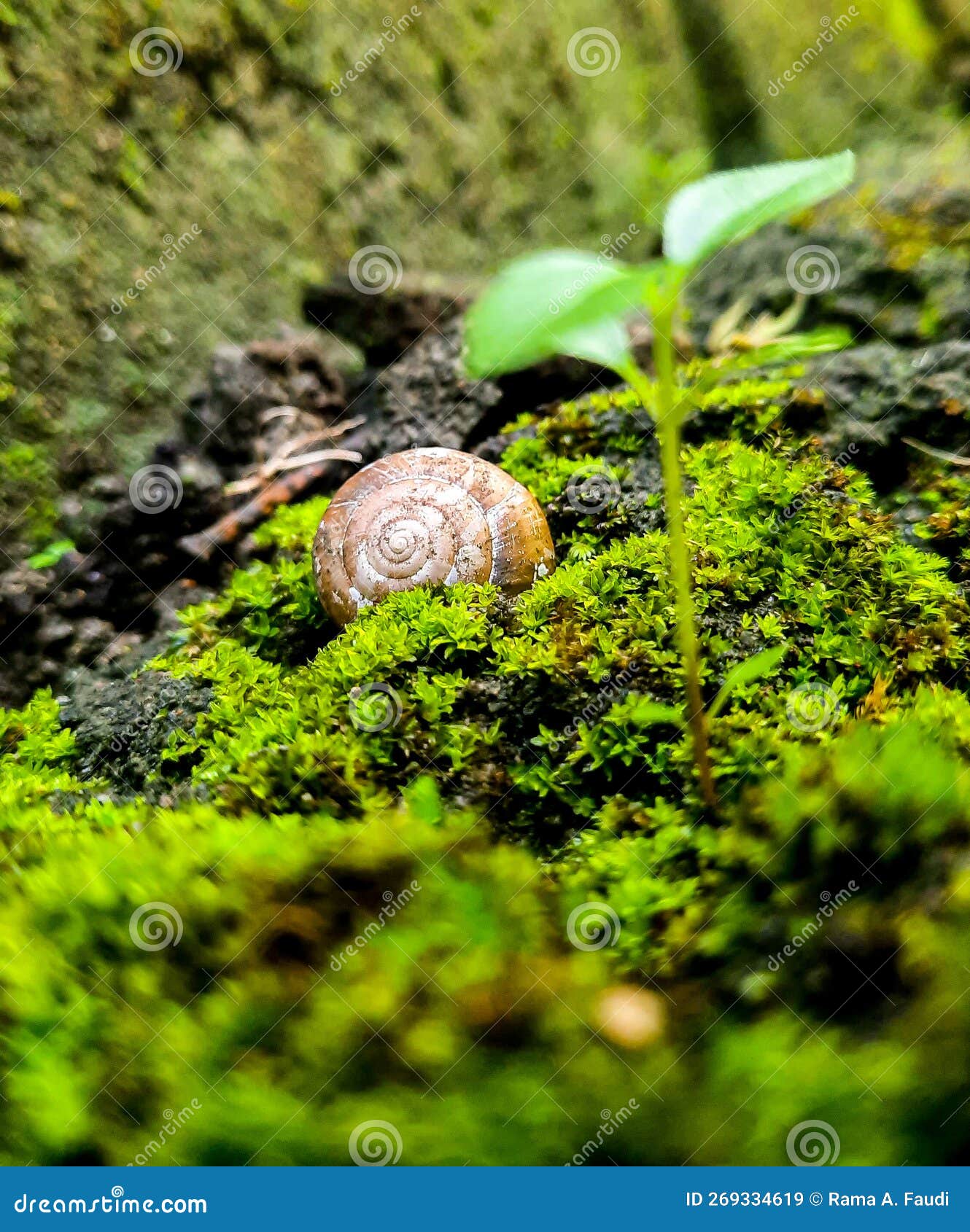 Uninhabited snail house stock image. Image of green - 269334619