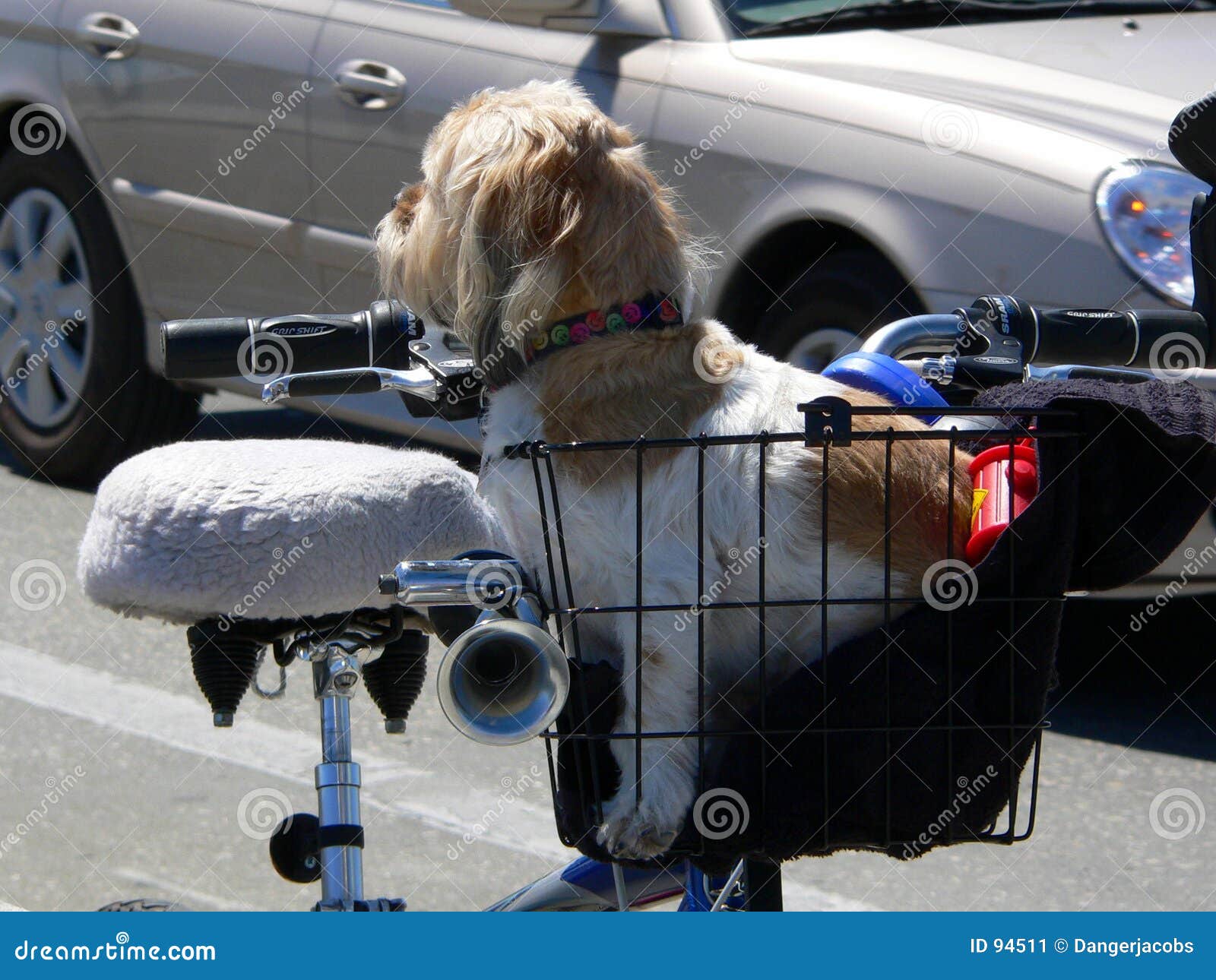 Uninterested Dog In Basket Picture. Image: 94511