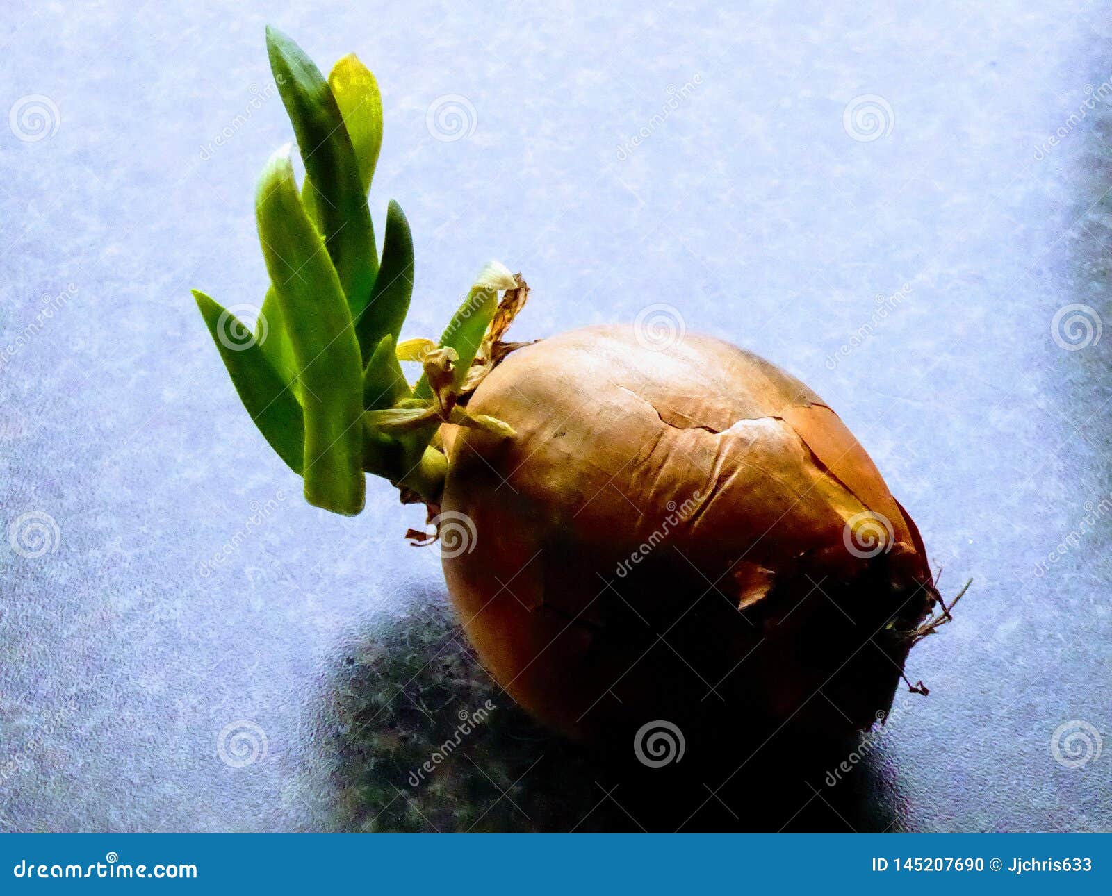 Union Growing, Kitchen Food Sprouting. Stock Photo - Image of kitchen ...