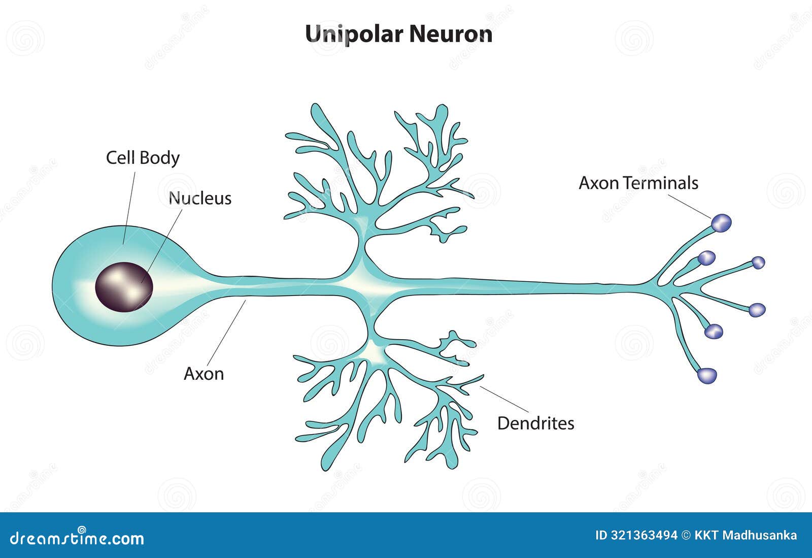 Unipolar neuron structure stock vector. Illustration of organ - 321363494