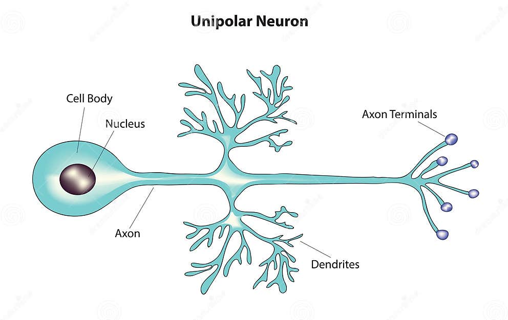 Unipolar neuron structure stock vector. Illustration of organ - 321363494