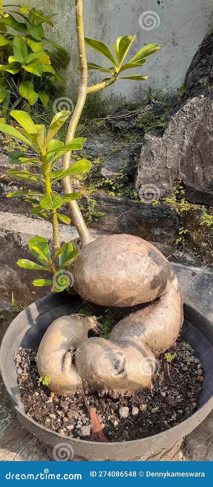 Unique Adenium Bonsai in the Garden Stock Photo - Image of plant ...