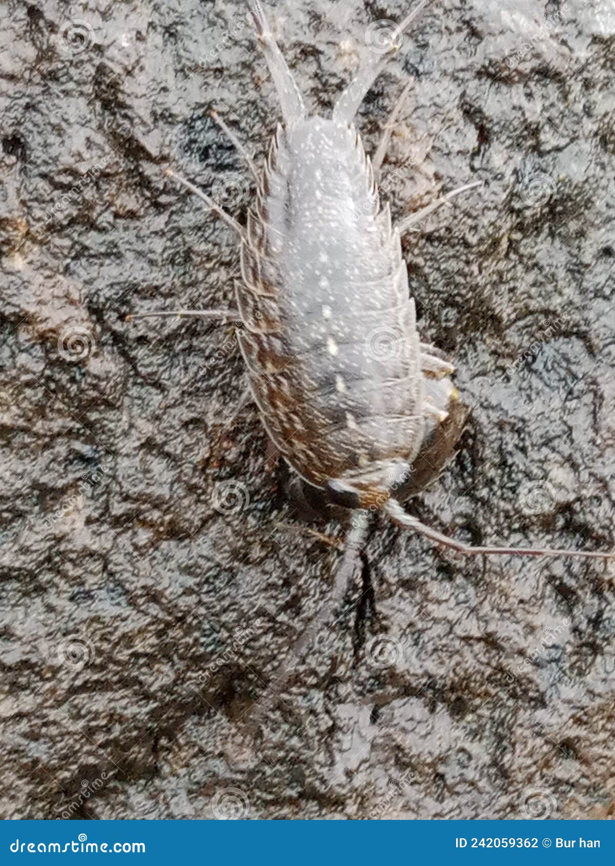 A Unique Animal with Its Posture Stock Photo - Image of rock, posture ...