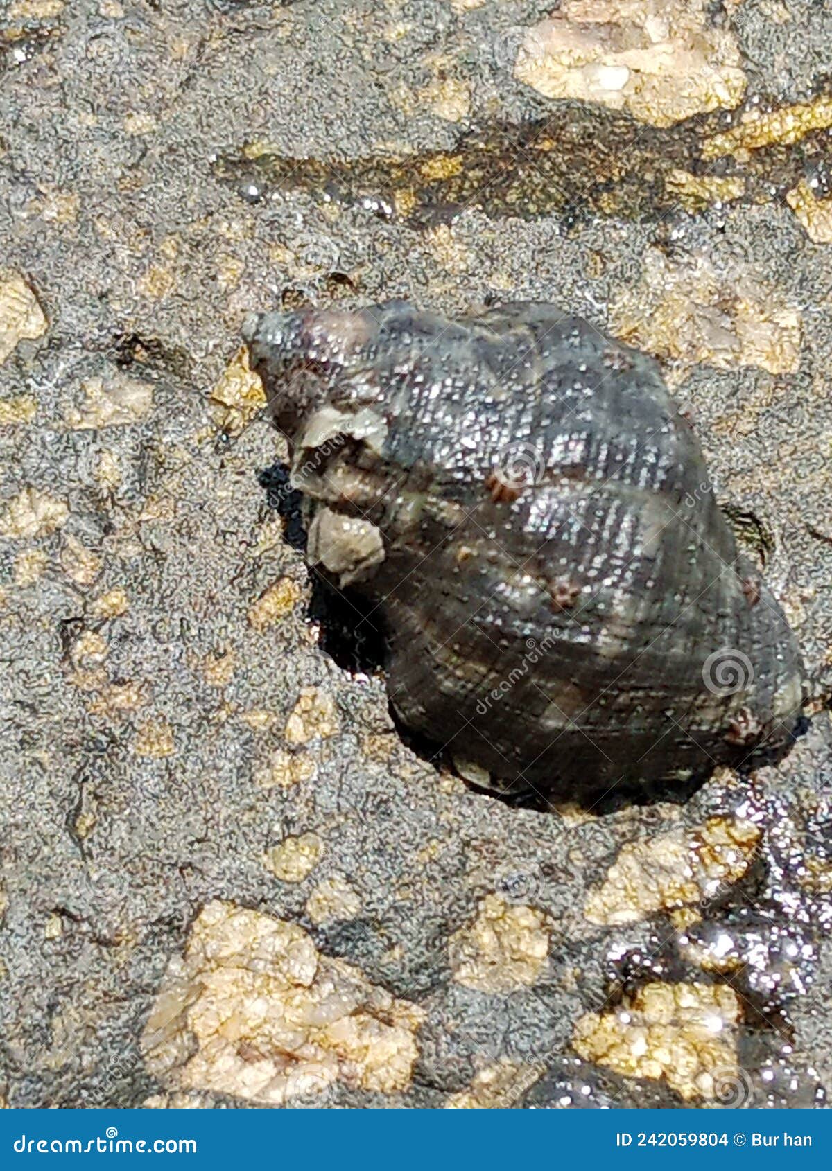 A Unique Animal with Its Posture Stock Photo - Image of nature, animal ...