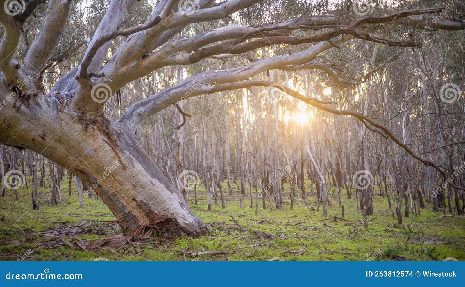 Unique Australian Bushland Scene with Sloping Eucalyptus Tree and ...