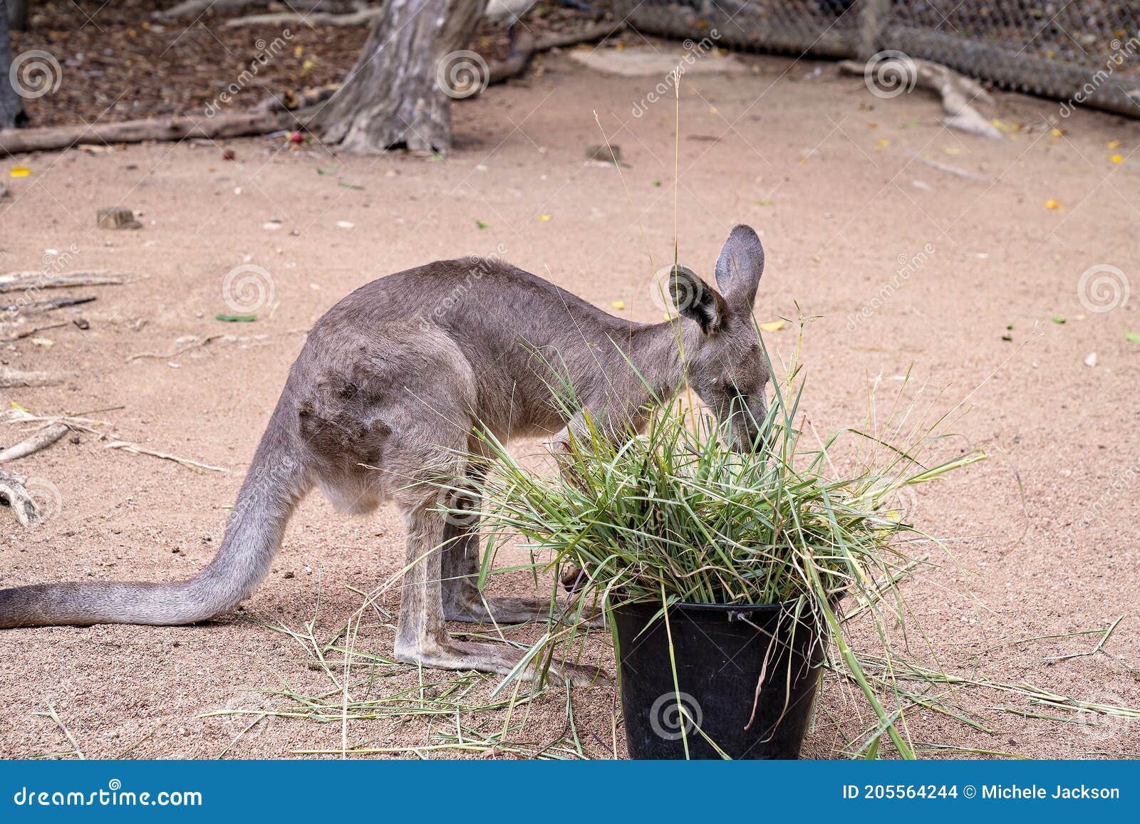 The Unique Australian Kangaroo Stock Photo - Image of balance ...