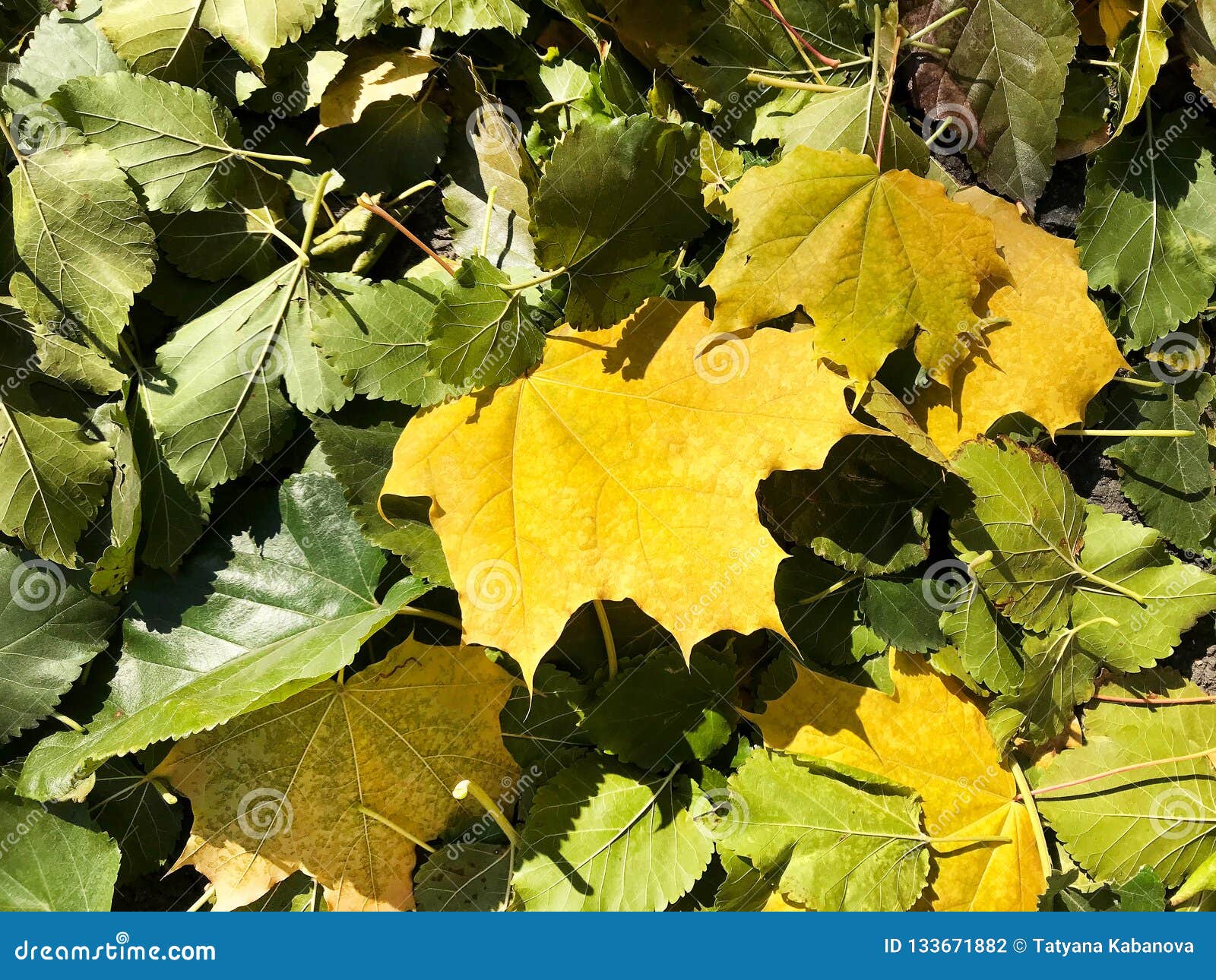 Unique Background - Green Fallen Leaves. Stock Photo - Image of fallen ...