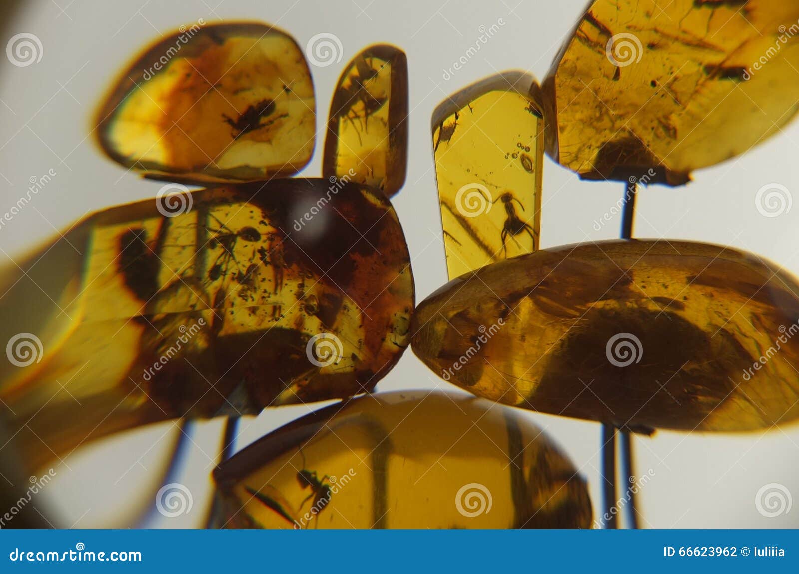 Unique Baltic amber stock photo. Image of unique, natural - 66623962