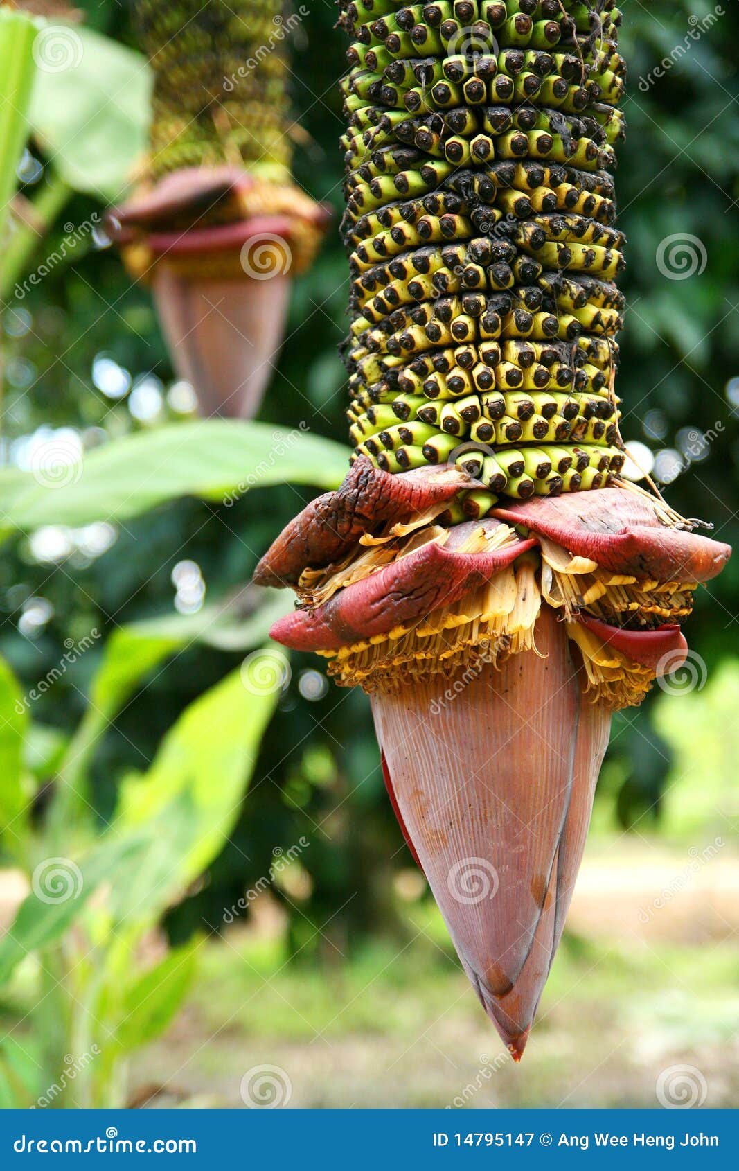 Unique banana stock image. Image of fruits, unique, banana - 14795147