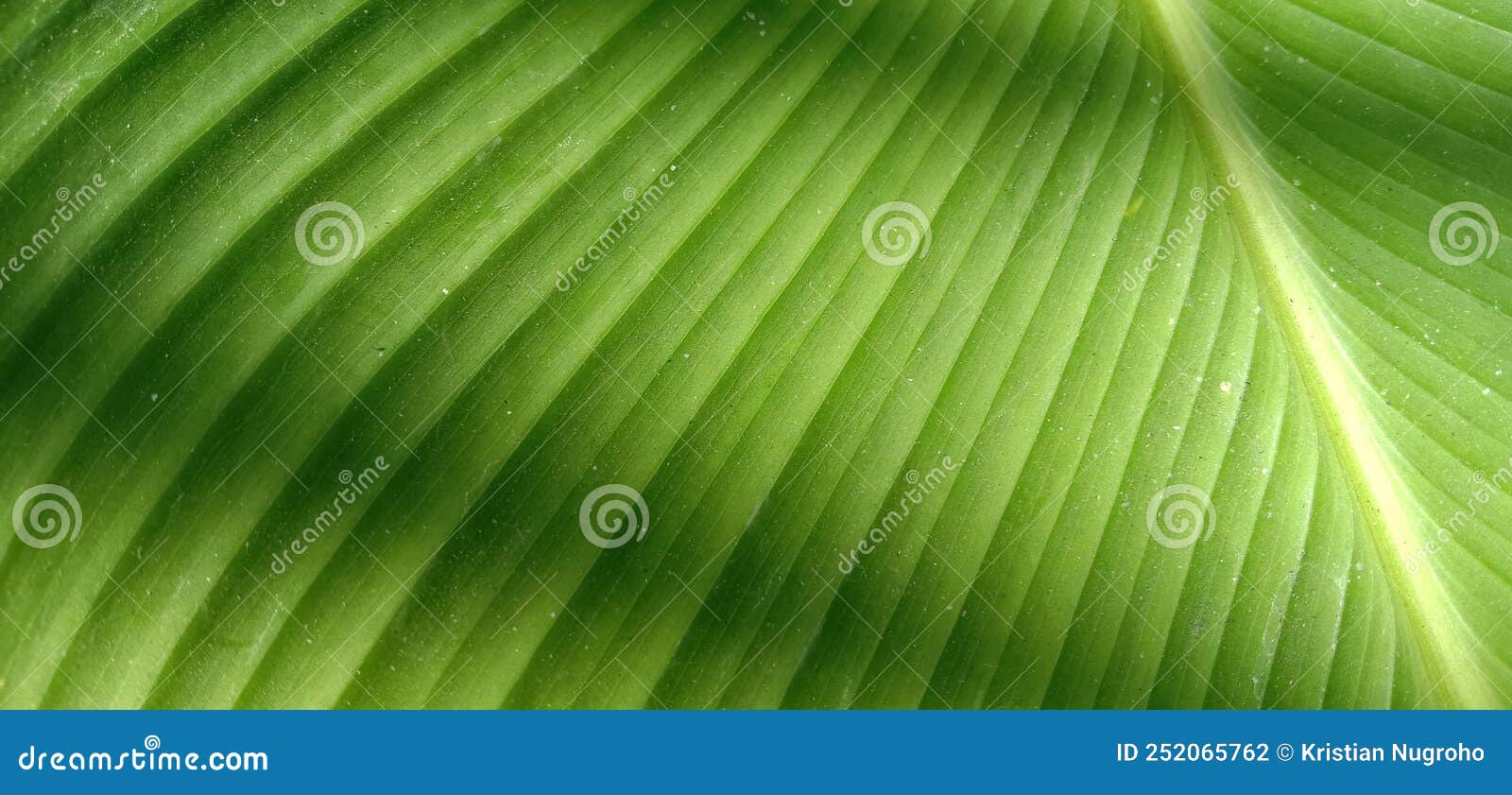 Banana Tree Leaf Template